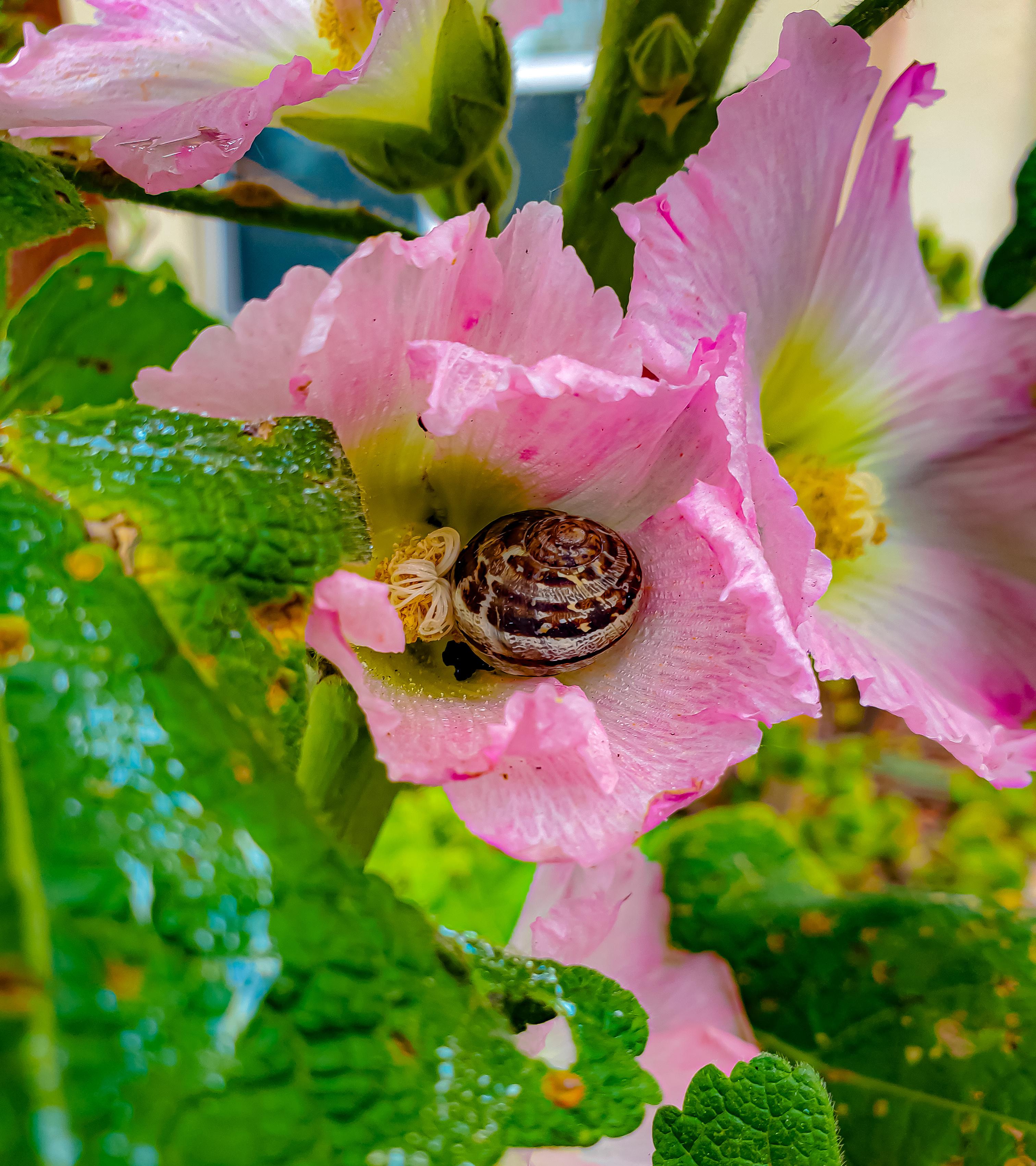 Shelter in Place (Day 8) | Scrolller