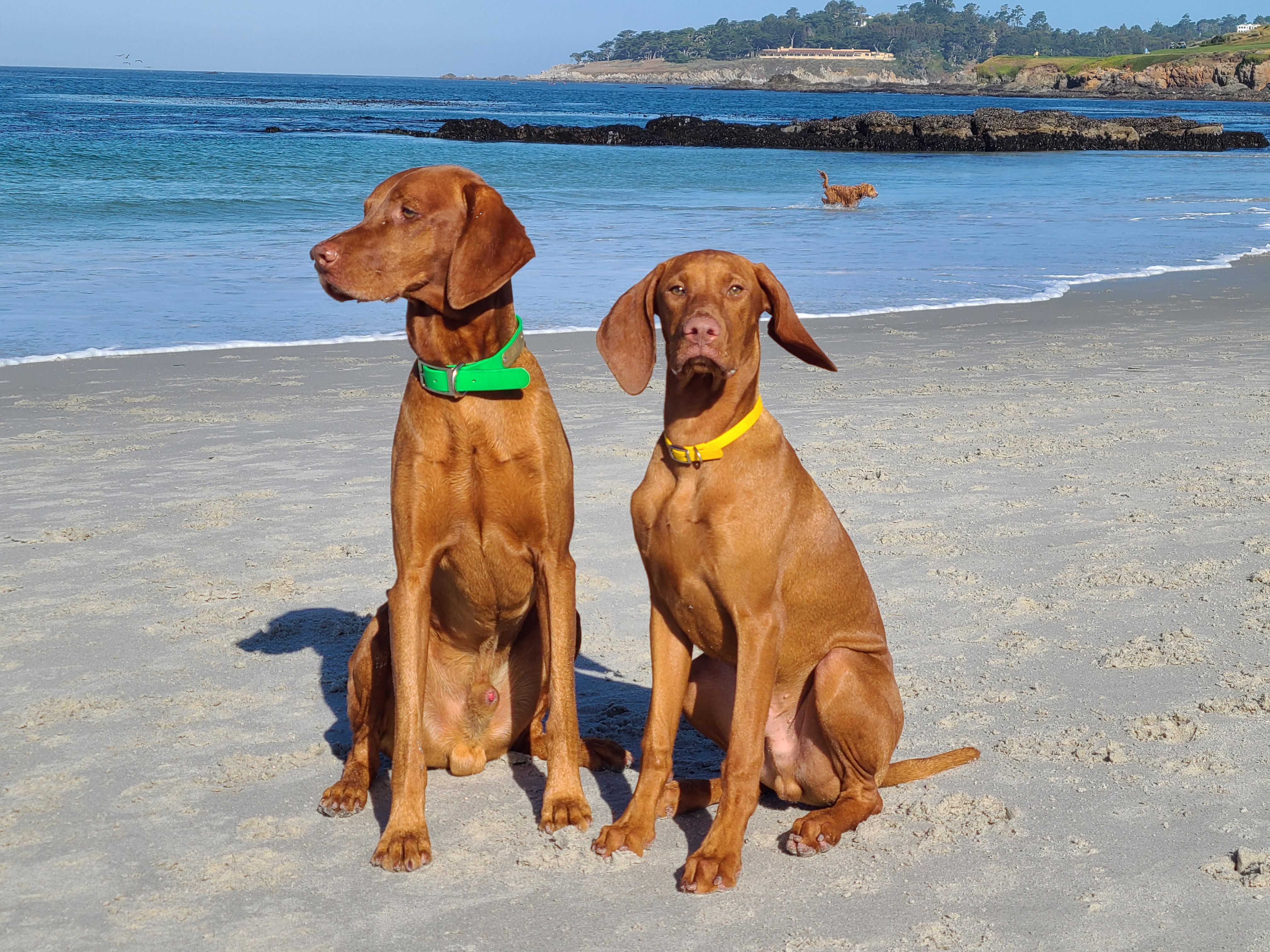 Sherlock and Ripley at Pebble Beach | Scrolller