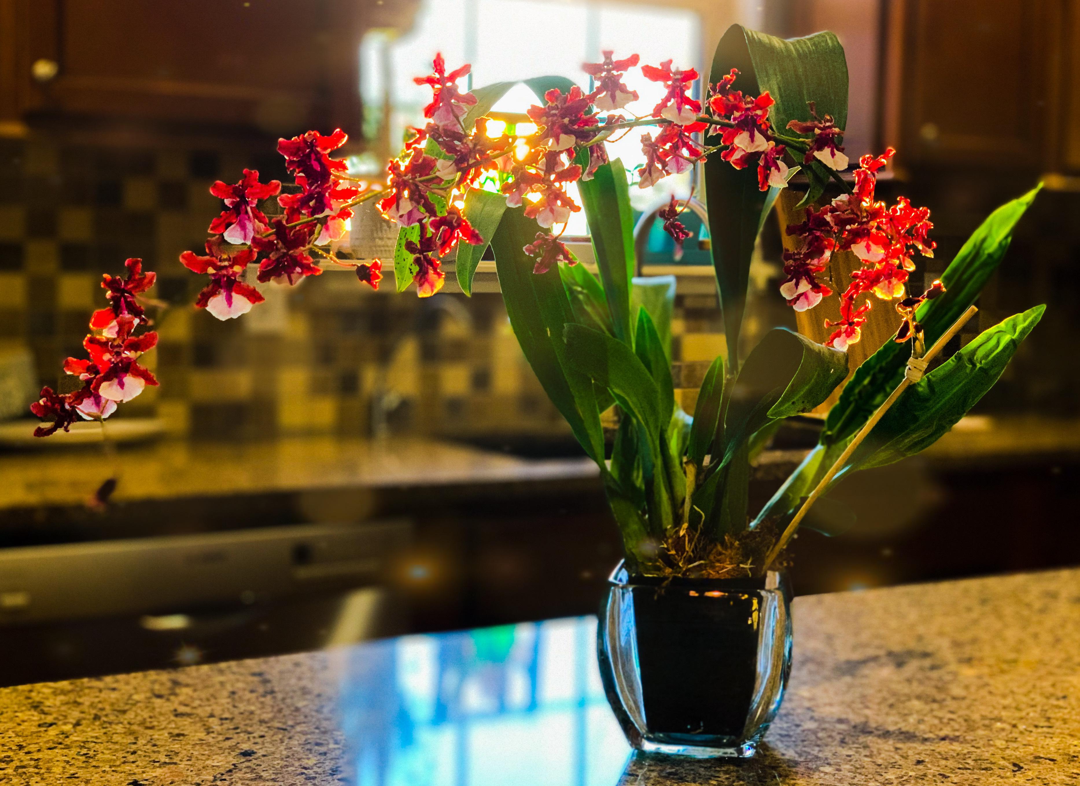 Sherry Baby in full bloom | Scrolller