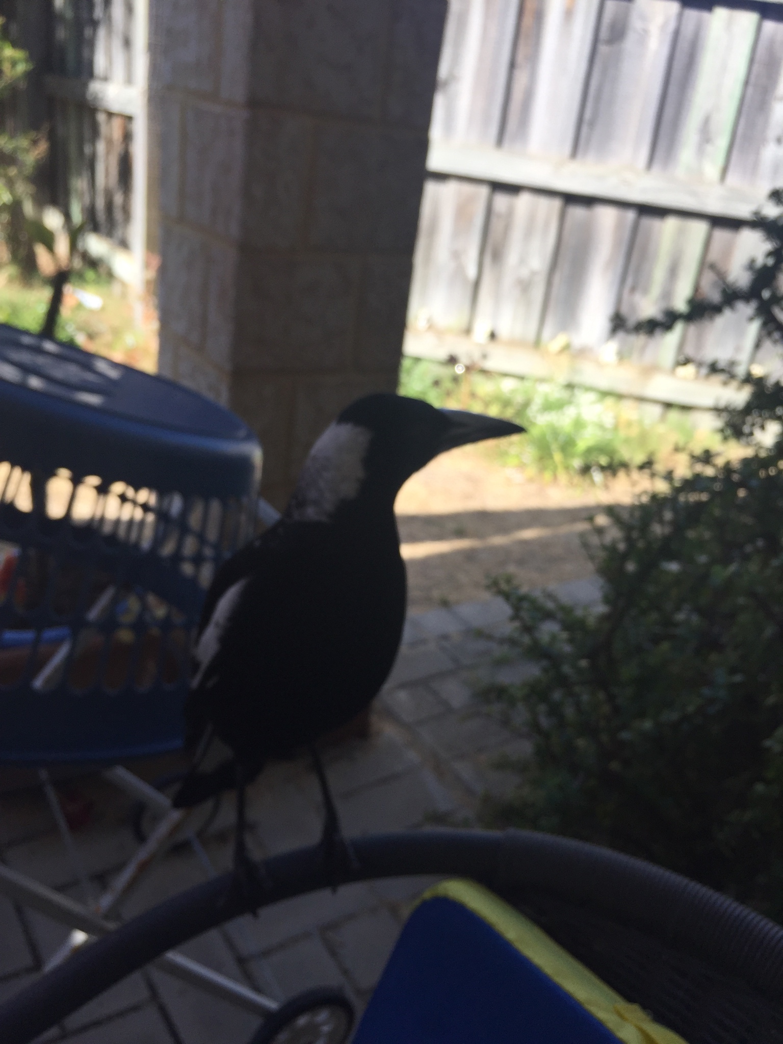 she's a new girl not one of the regular magpie family | Scrolller