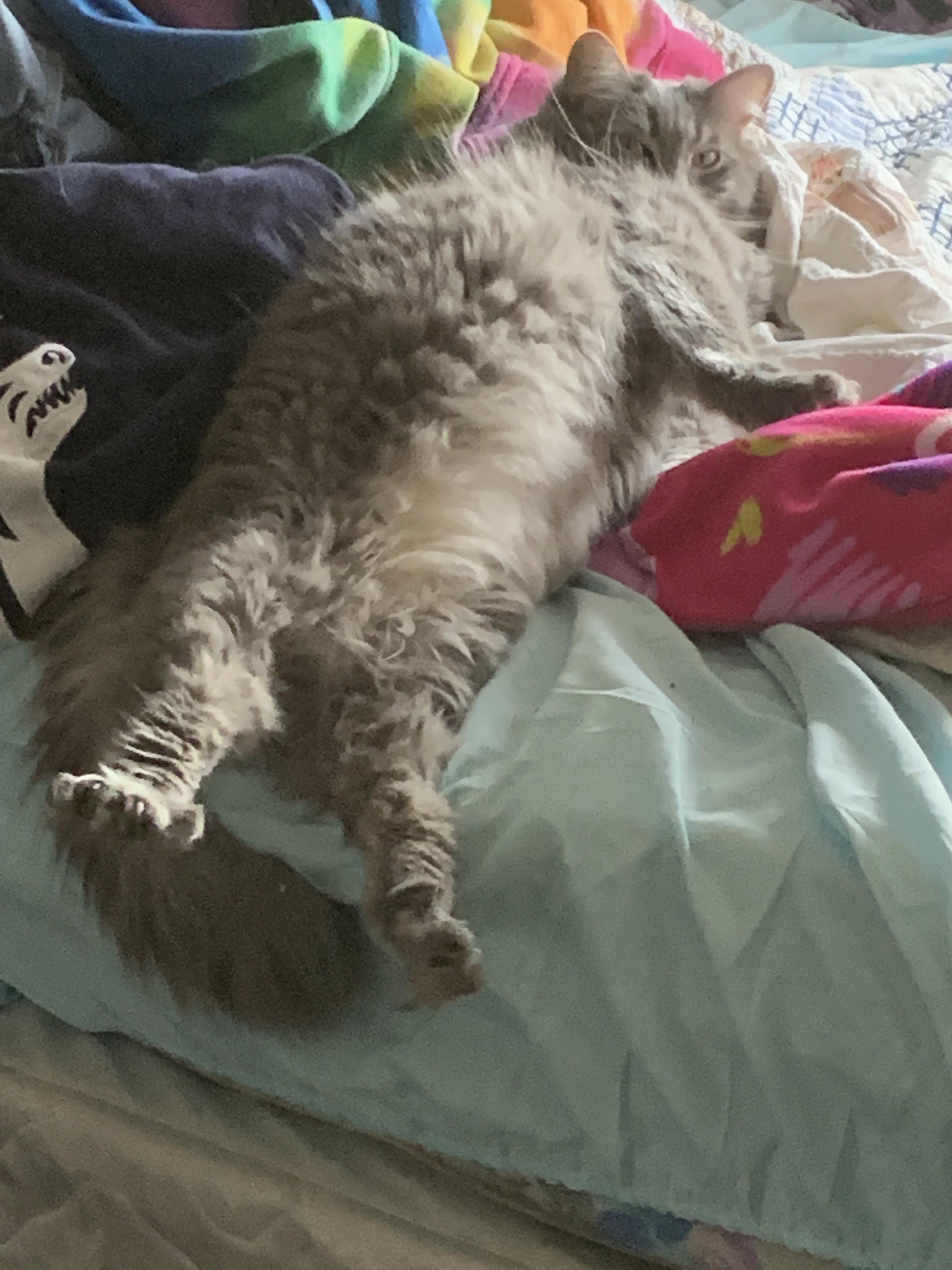 Shes giving me the stink eye just for even thinking about touching her belly floof. | Scrolller