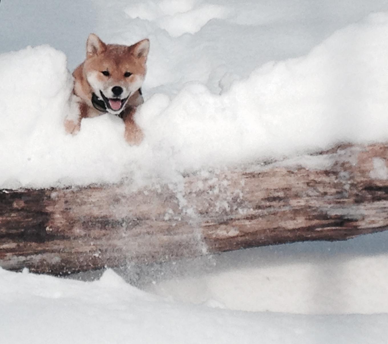 Shiba in the snow on a log. | Scrolller