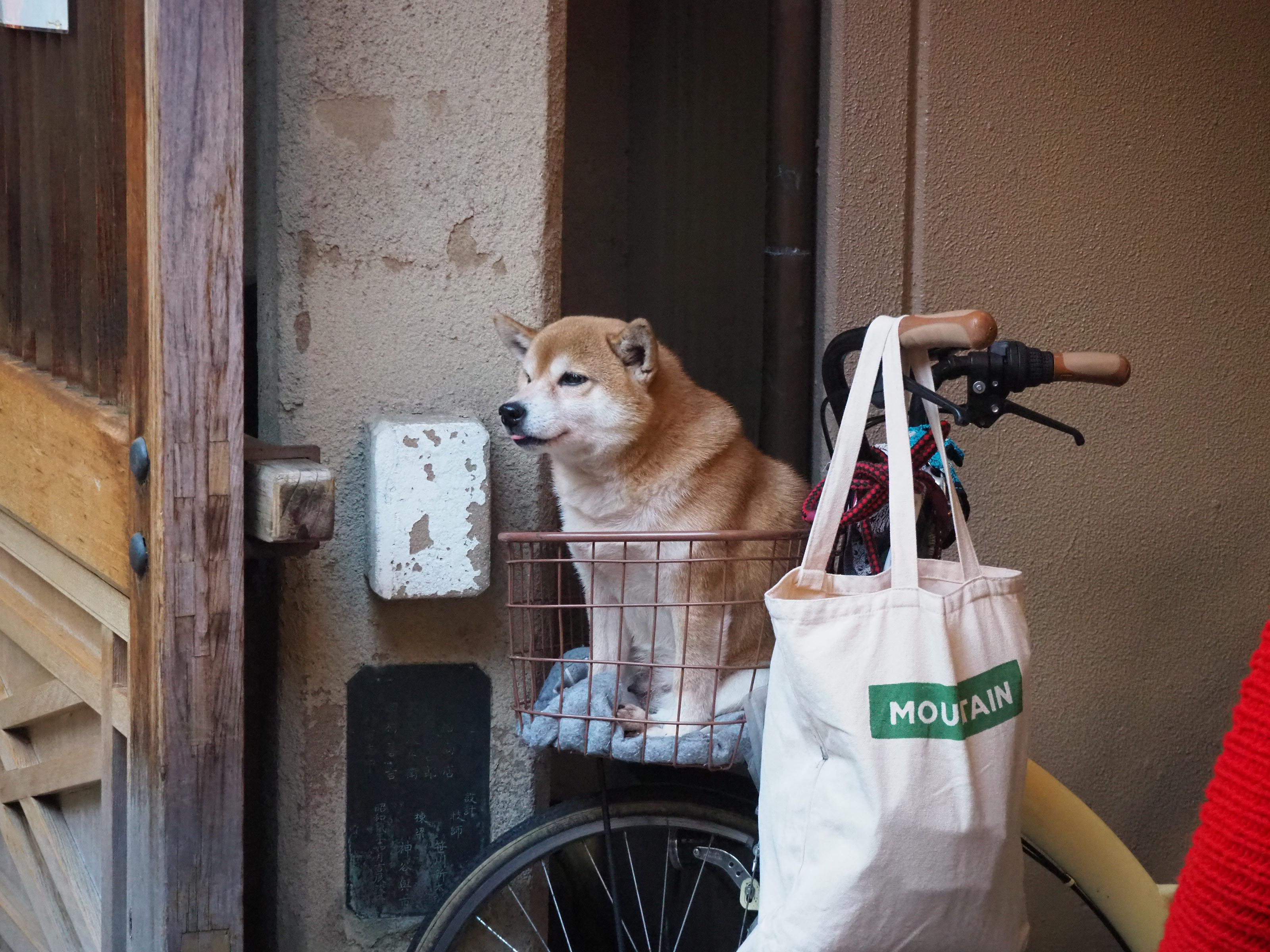 Shiba Inu in transit | Scrolller