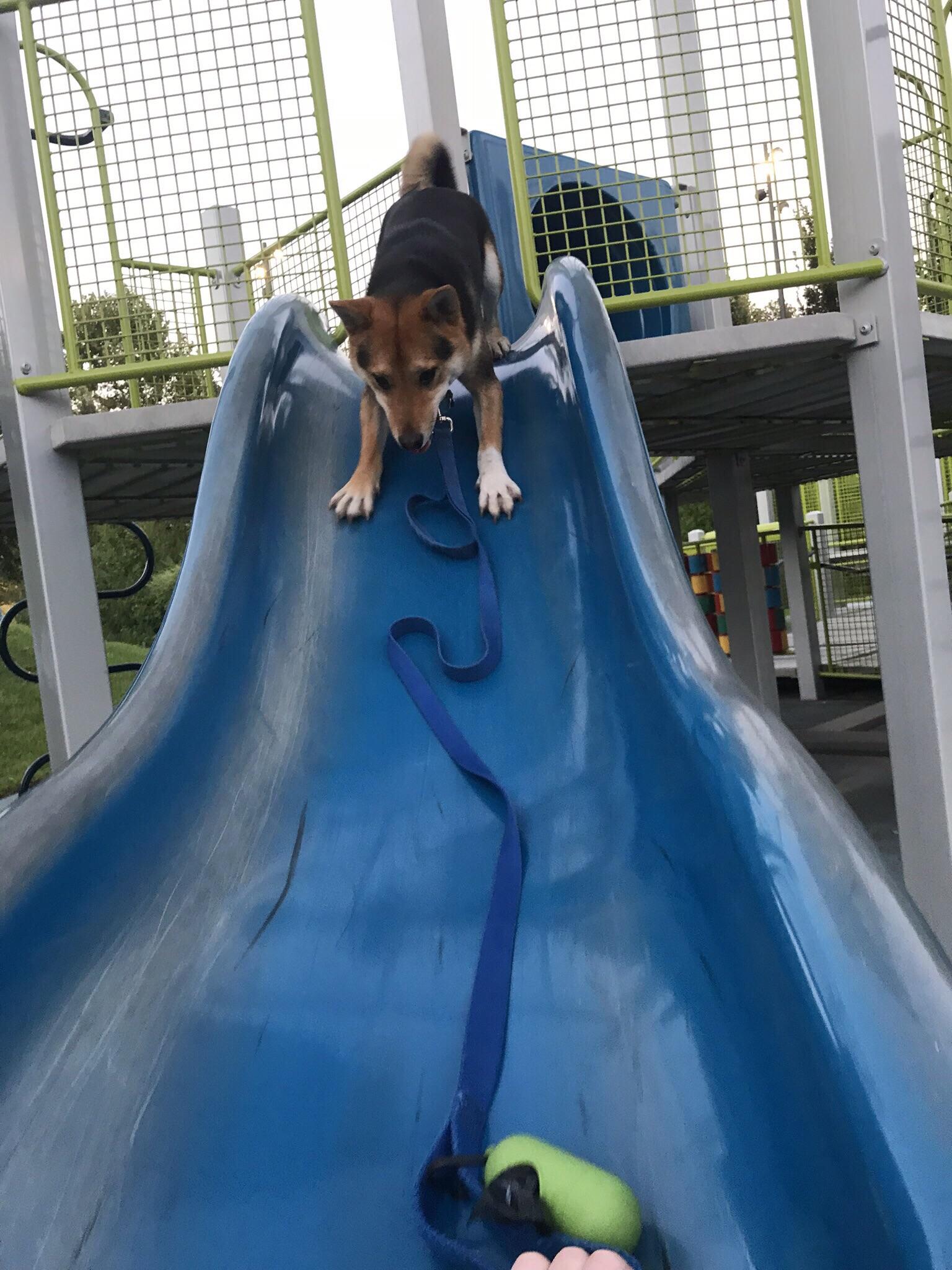 shibe: brave boye sliding | Scrolller