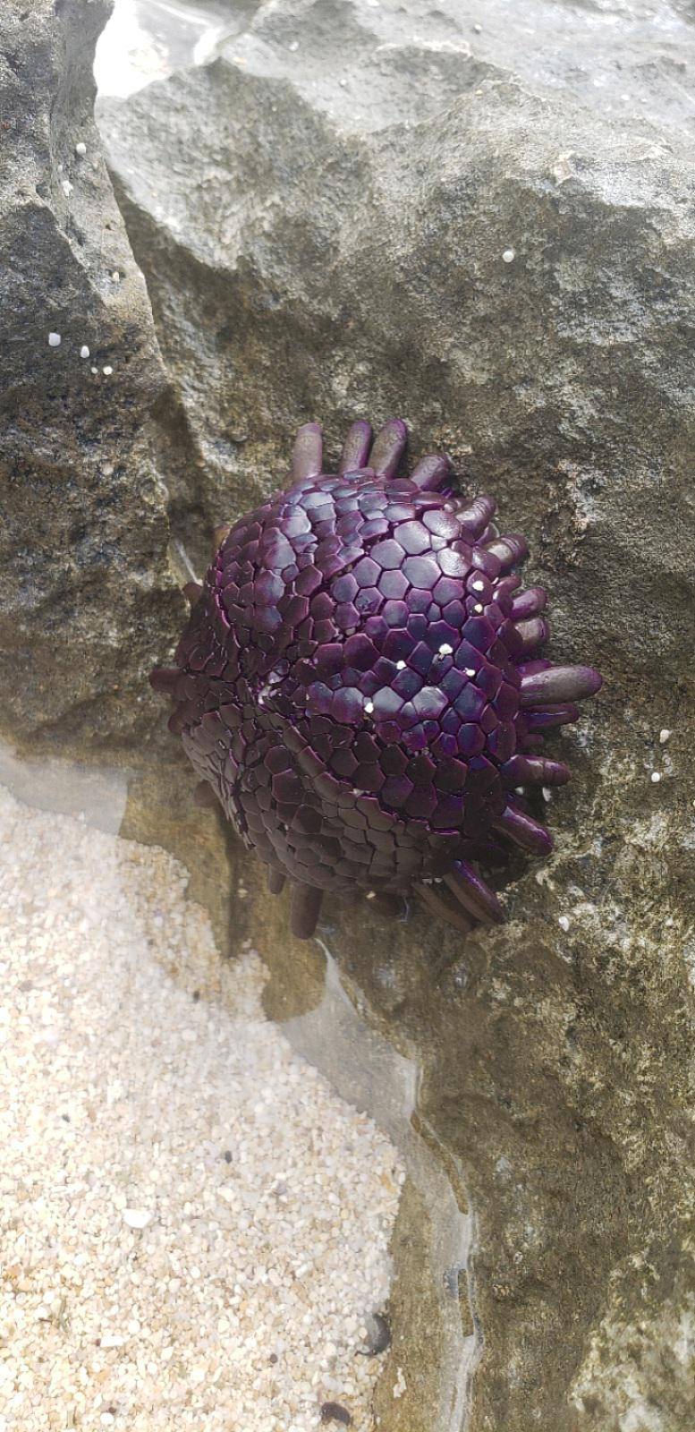 Shingle sea urchin | Scrolller