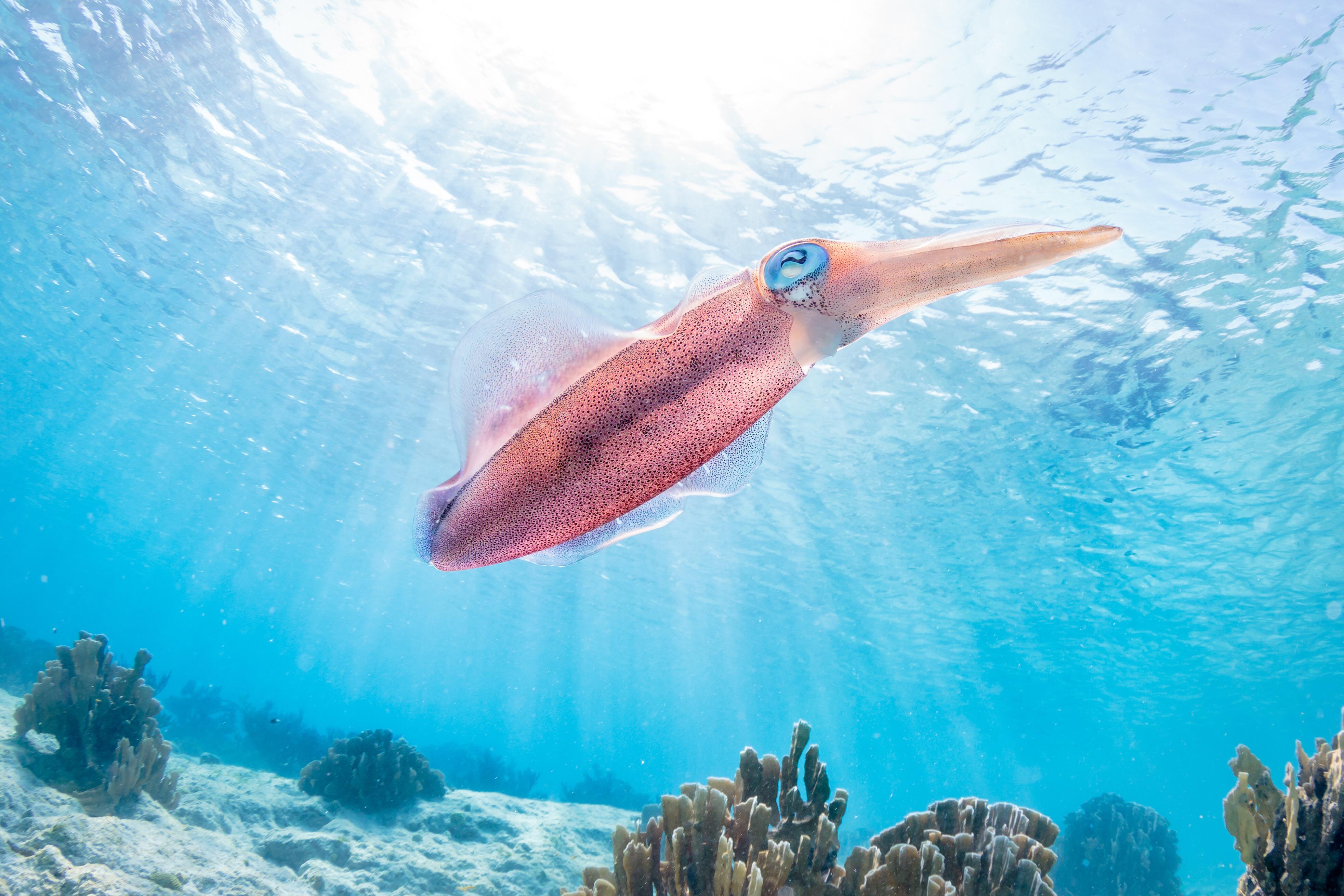 Shiny squid | Scrolller