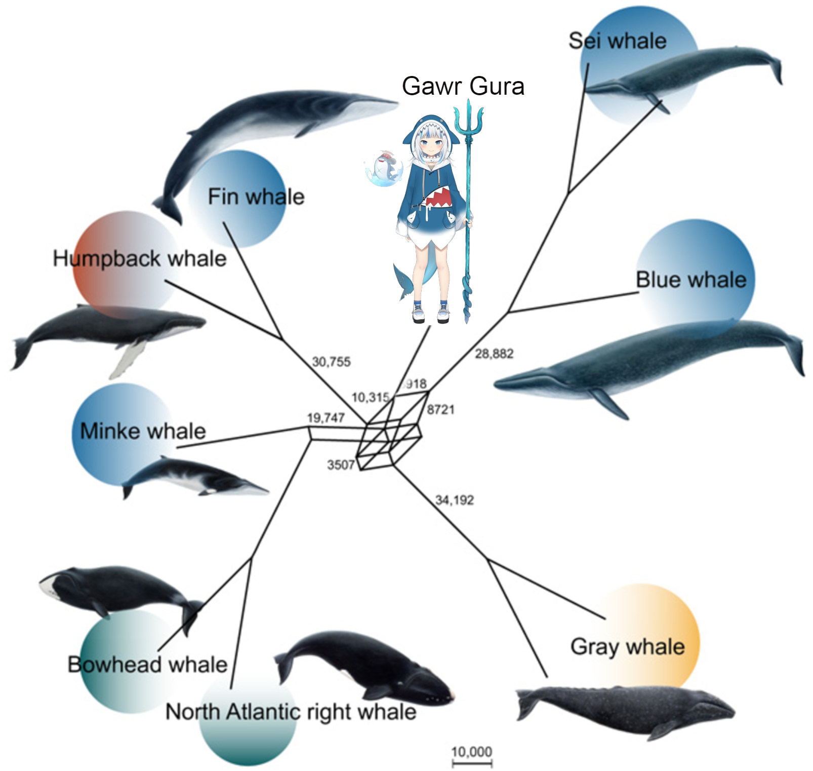 Shocking discovery! Gura lineage unearthed! Gura adopted? | Scrolller