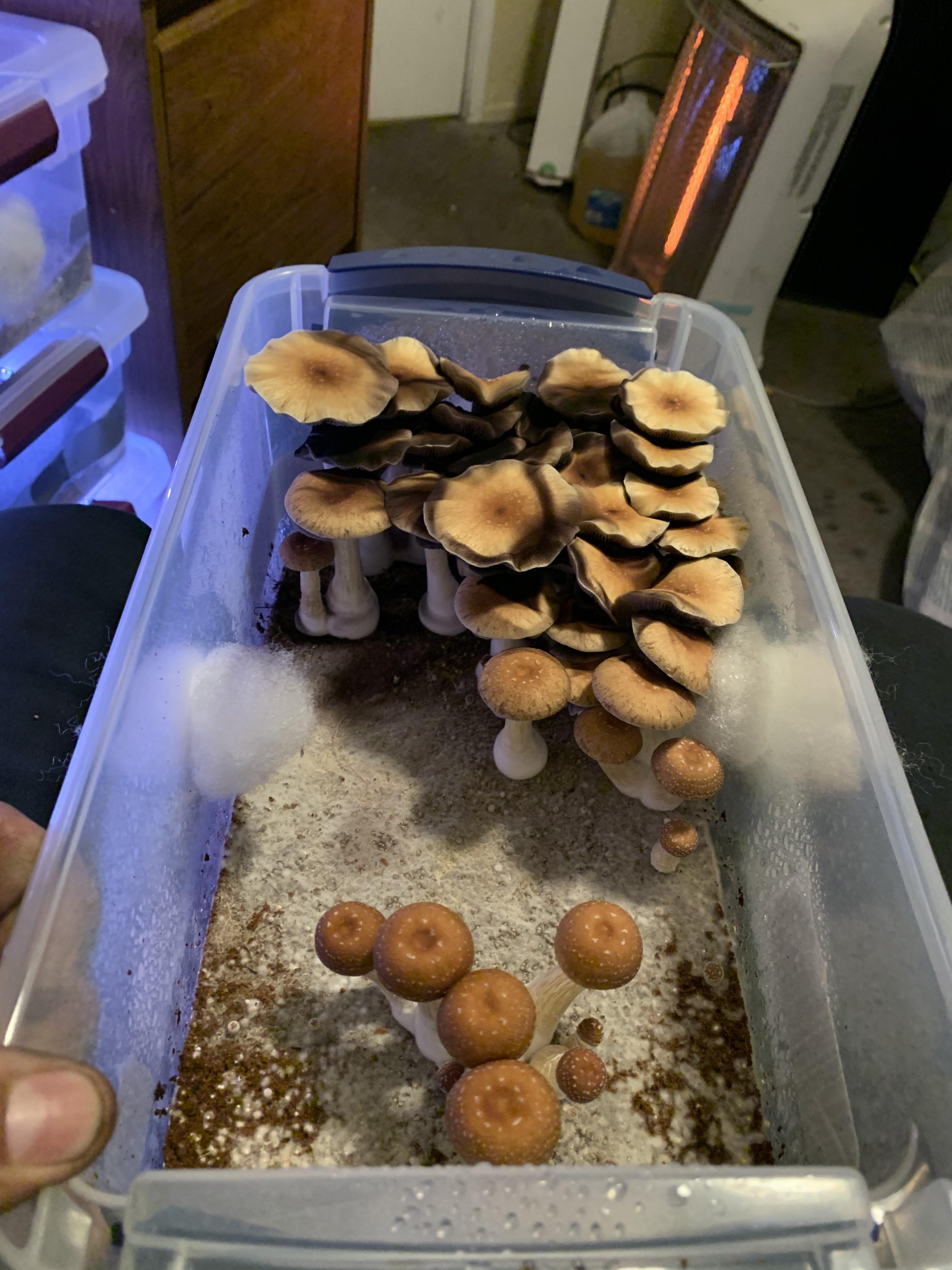 Shoebox experiment 1 | Scrolller