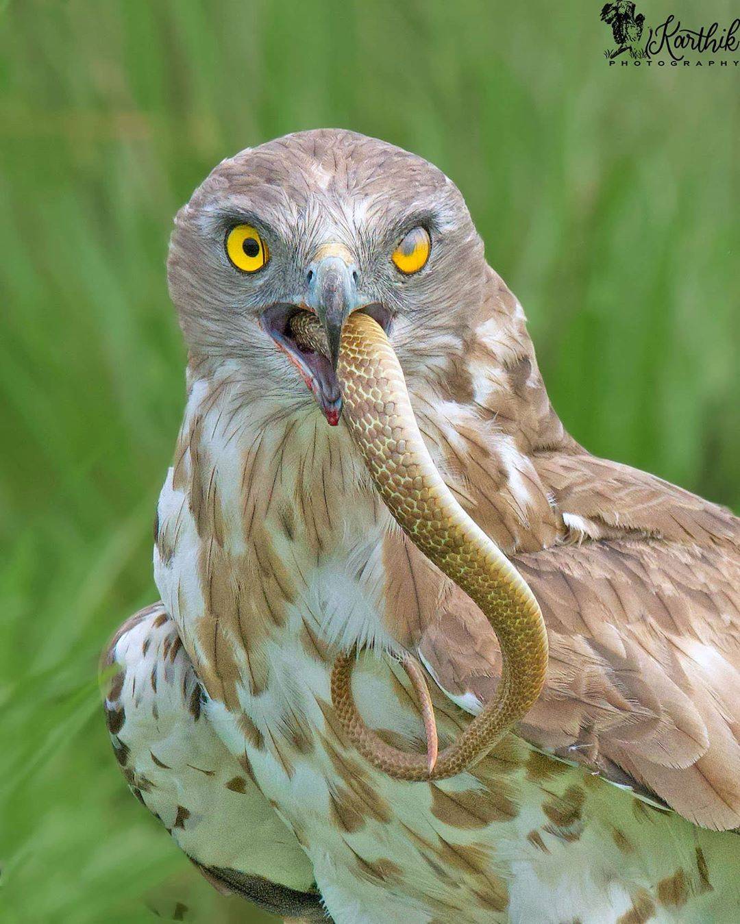 Short-toed Snake Eagle swallowing a Spectacled Cobra | Scrolller