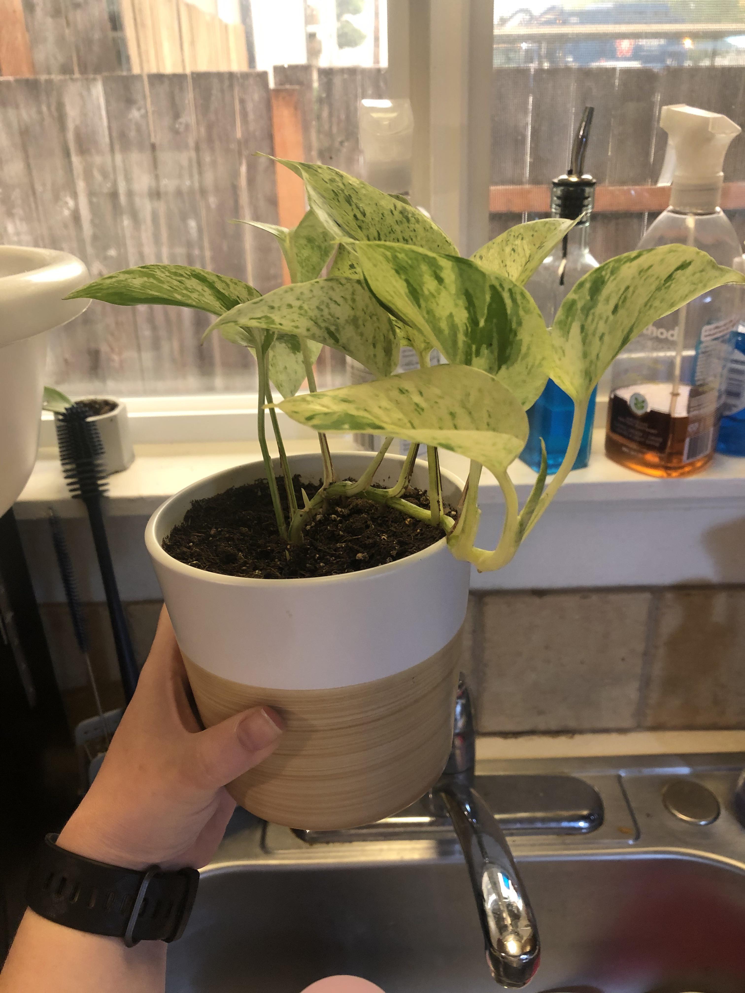 Should I Prop my Marble Queen? | Scrolller