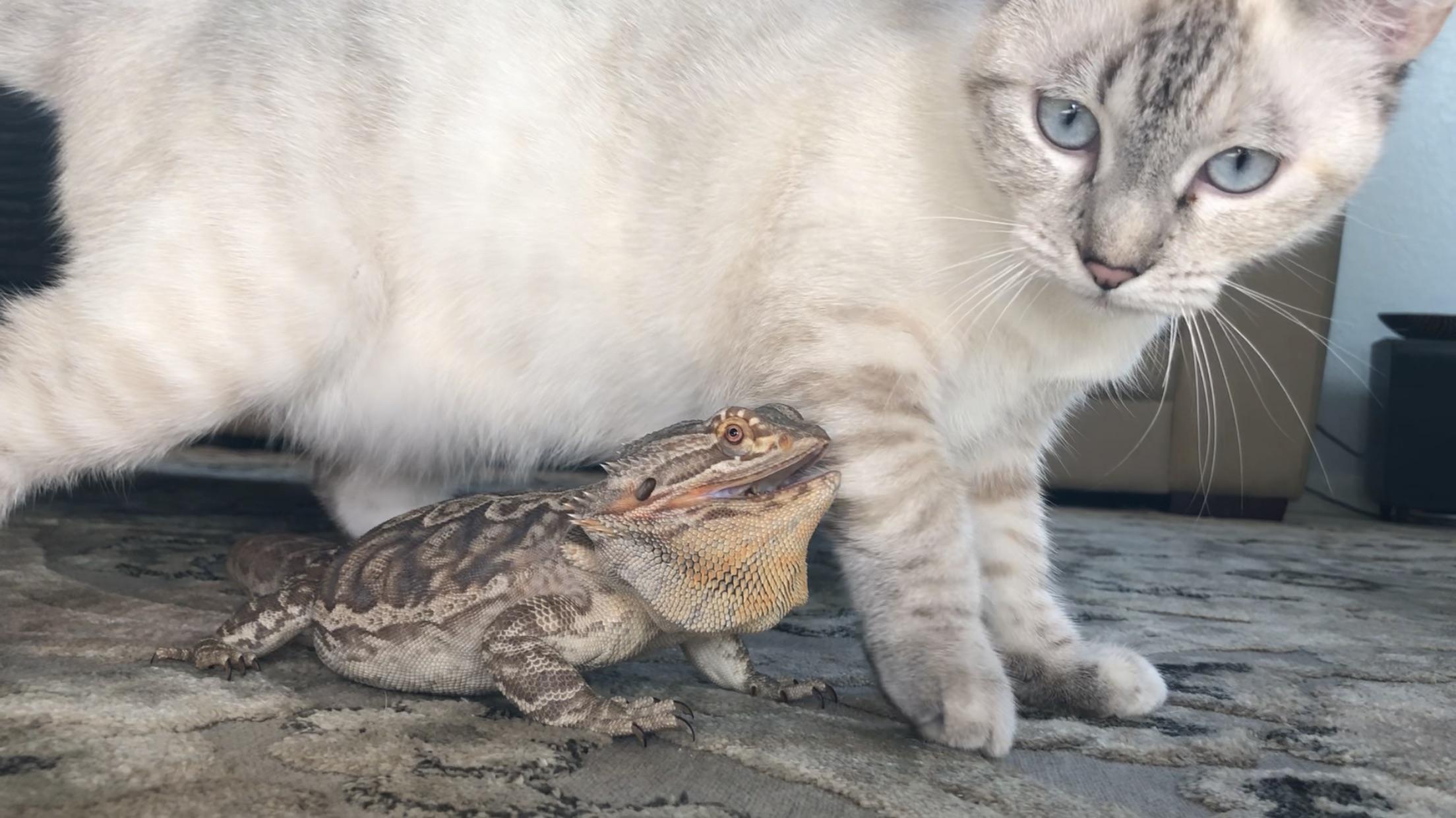 Siamese Kitty & Bearded Dragon | Scrolller