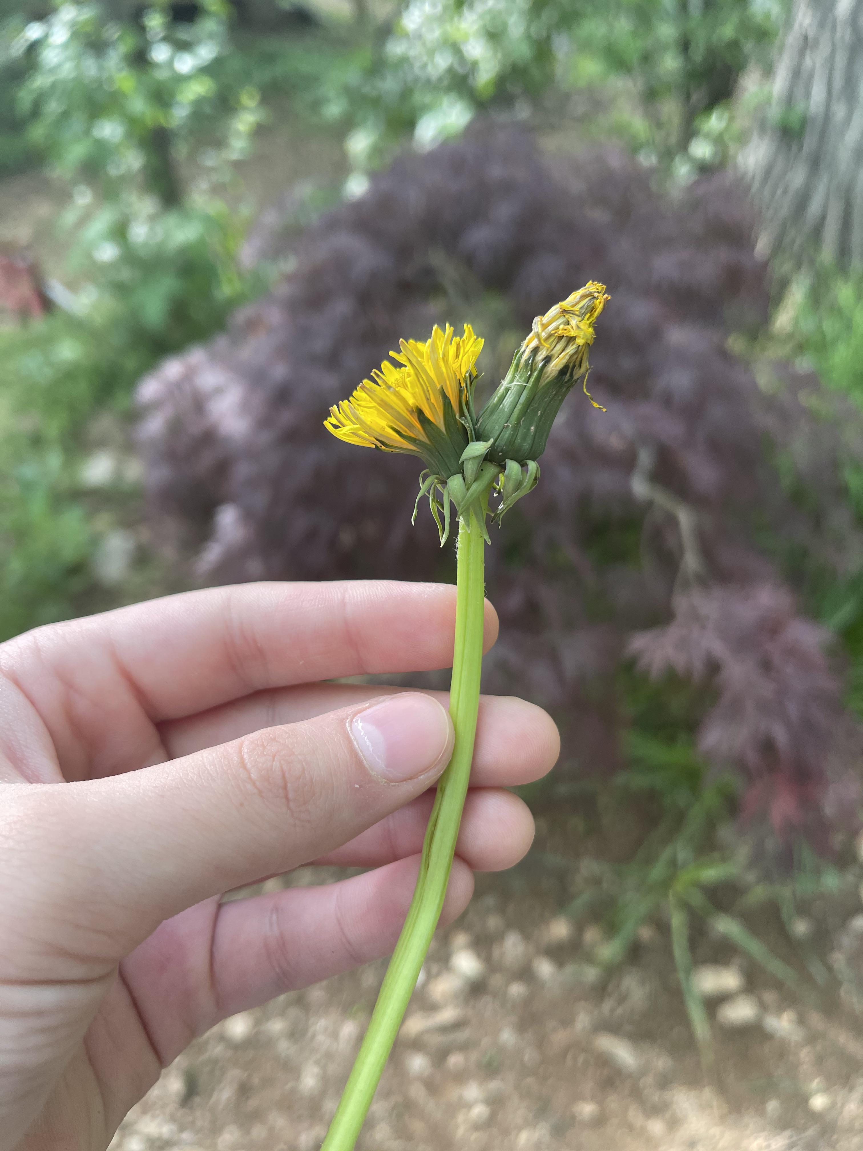 Siamese twin dandelion | Scrolller