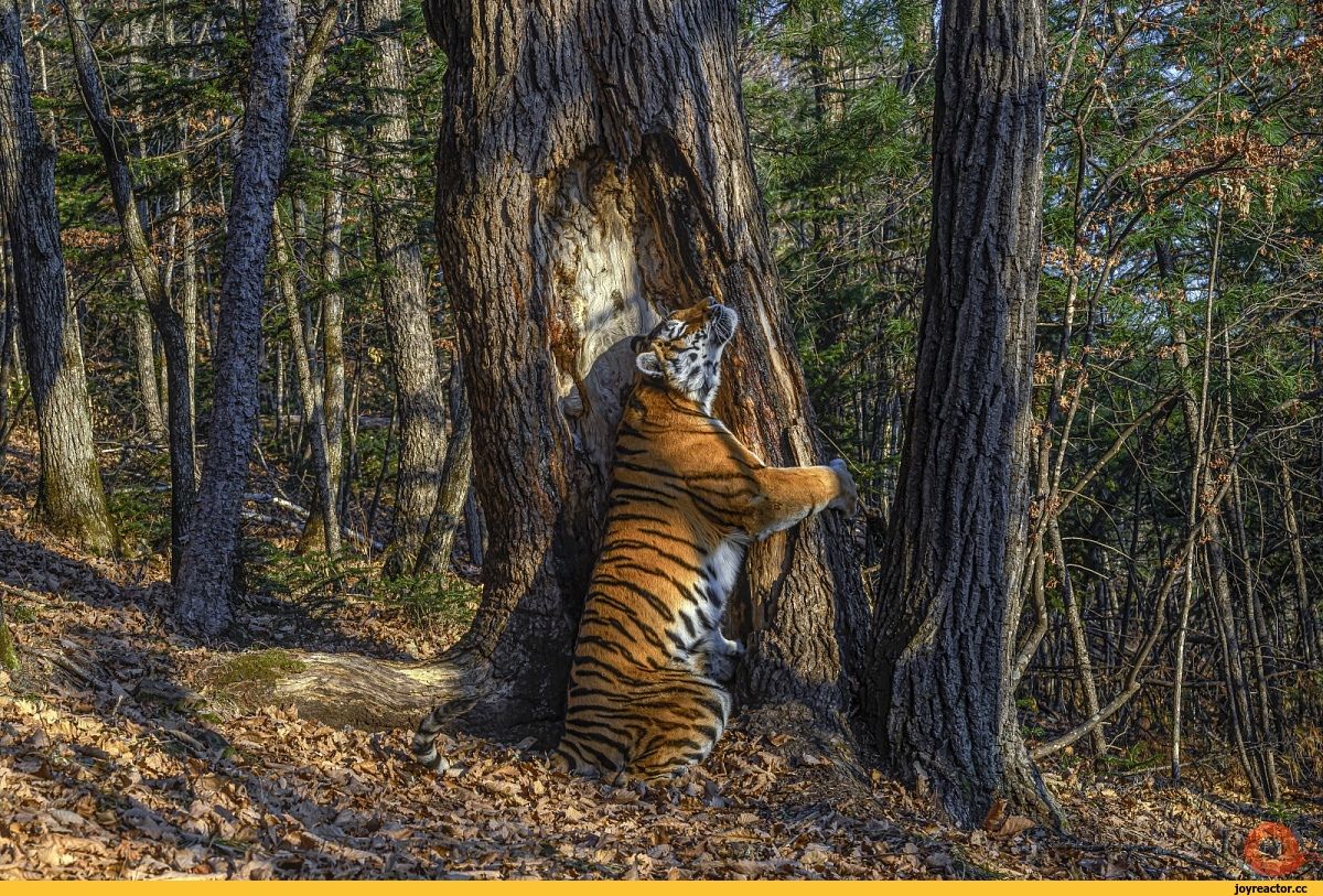 Siberian tiger | Scrolller