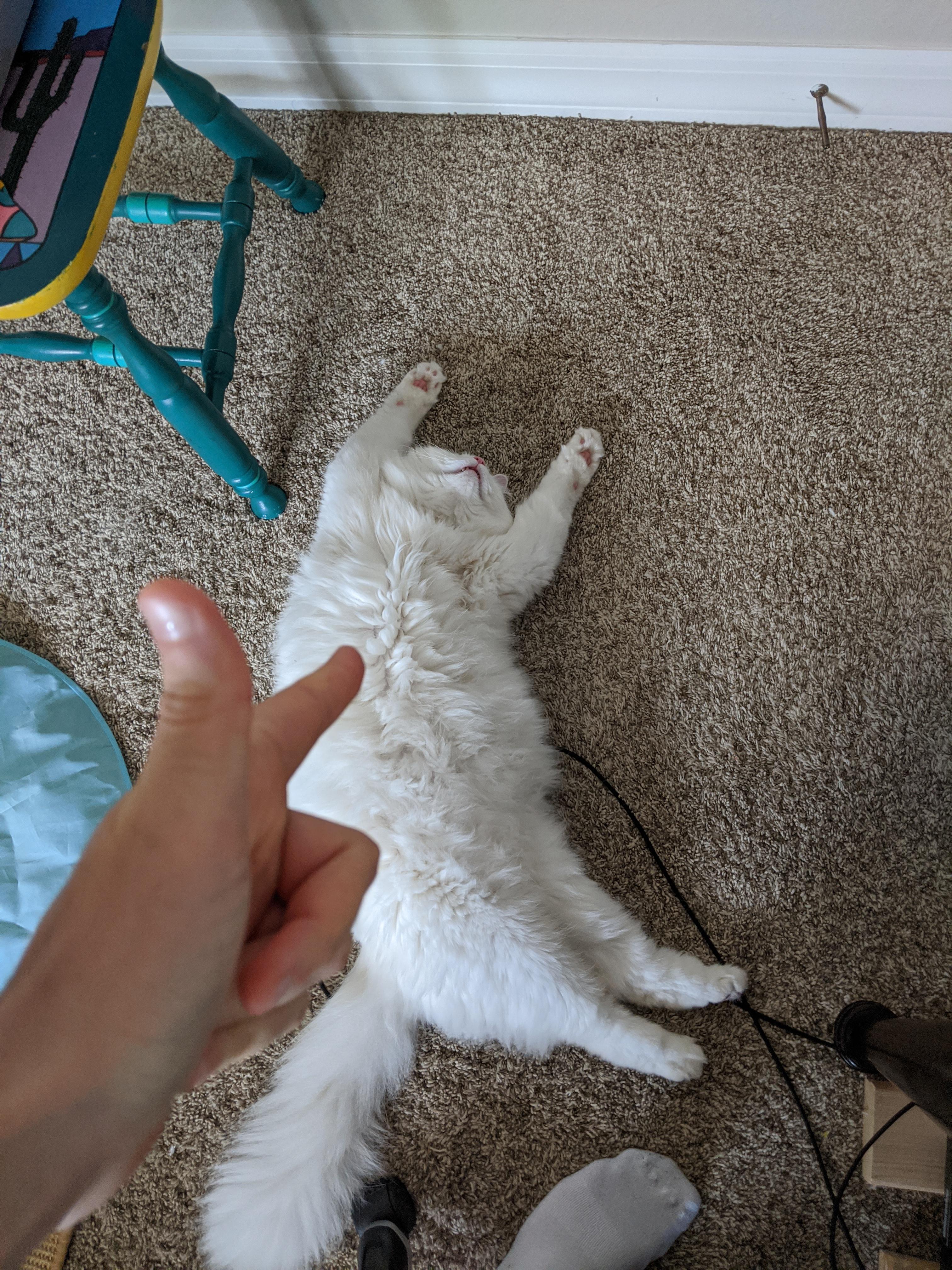 Siberians are top notch at playing dead | Scrolller