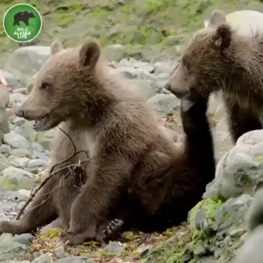 Sibling love | Scrolller