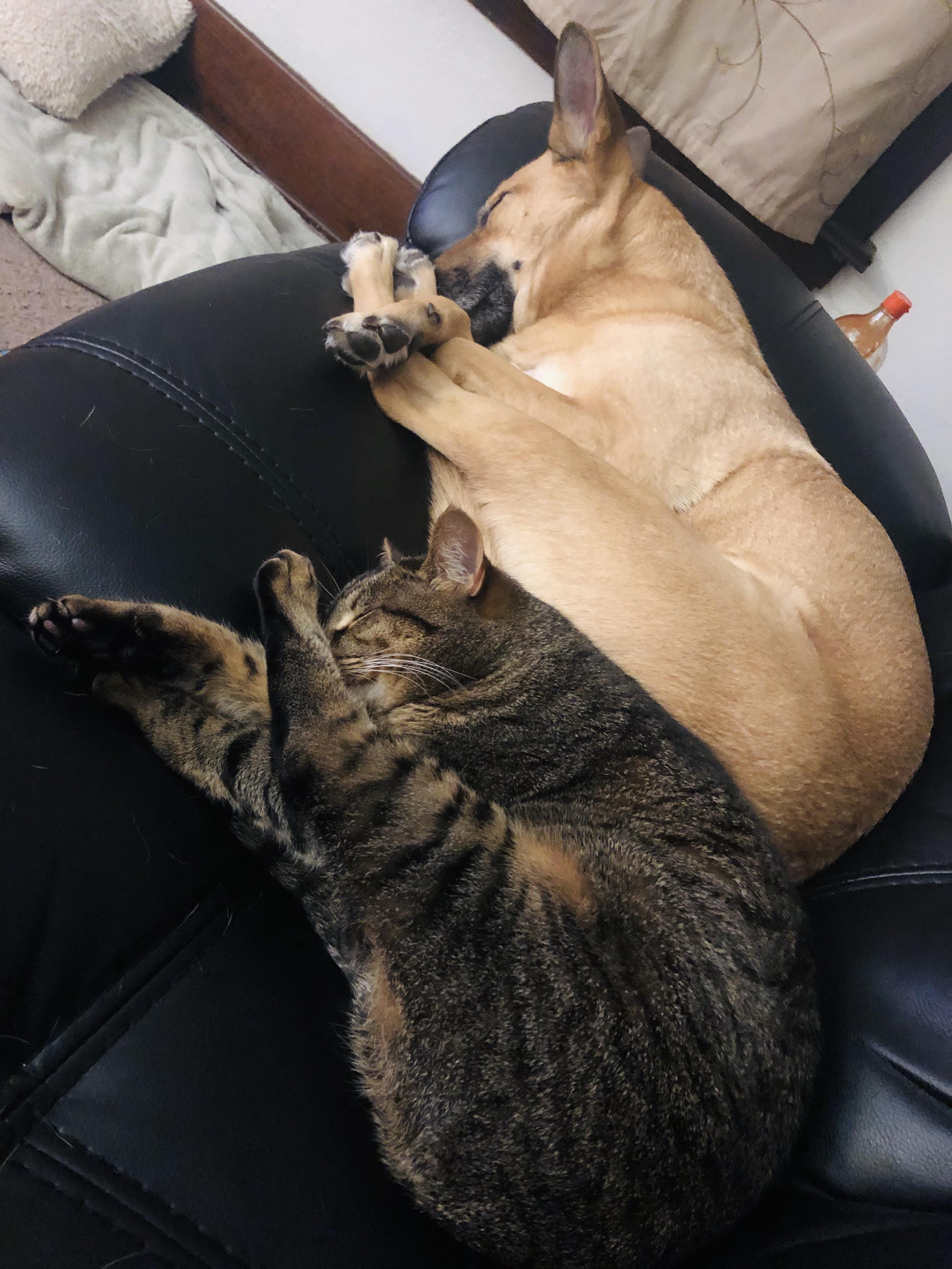 Siblings Scrolller