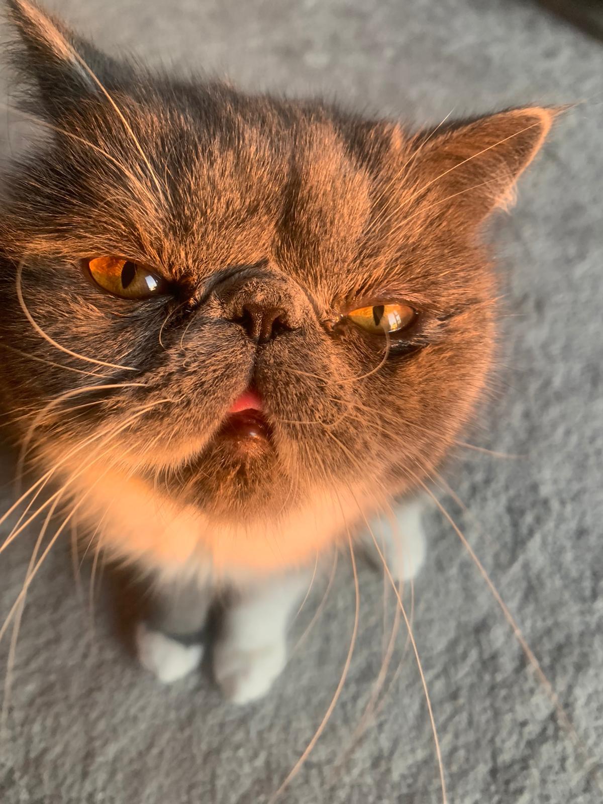 Sid enjoys watching the sun setting | Scrolller