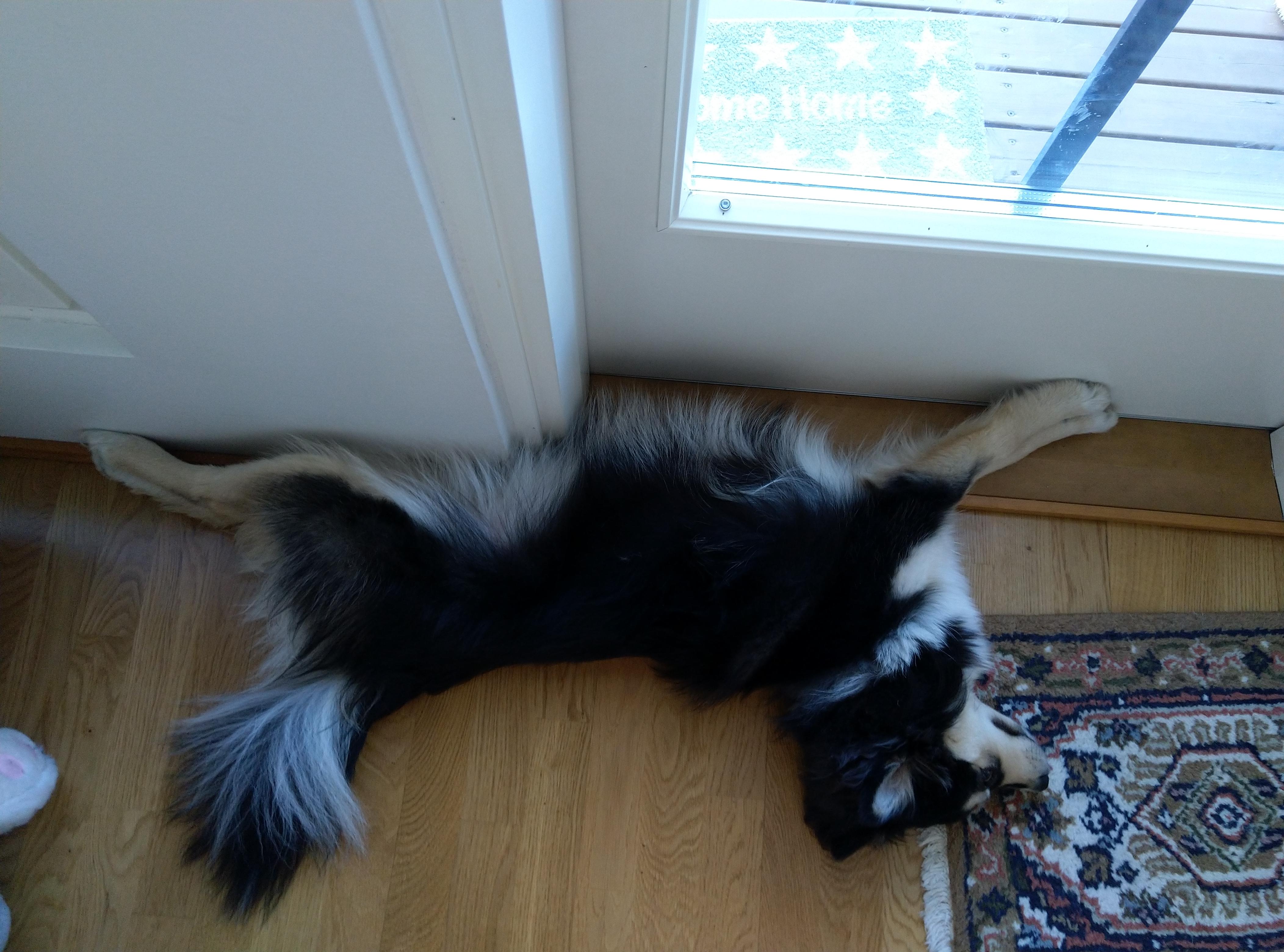 Sideways sploot | Scrolller
