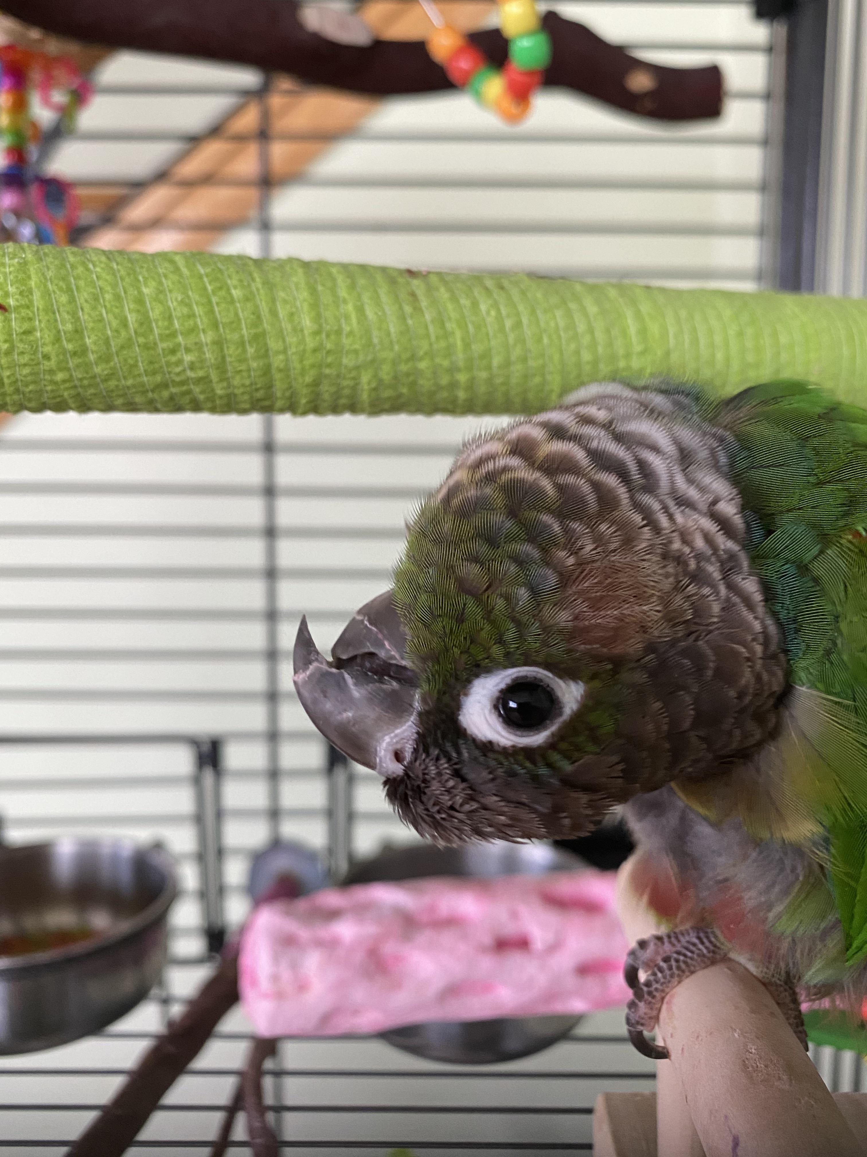 Silly birb | Scrolller