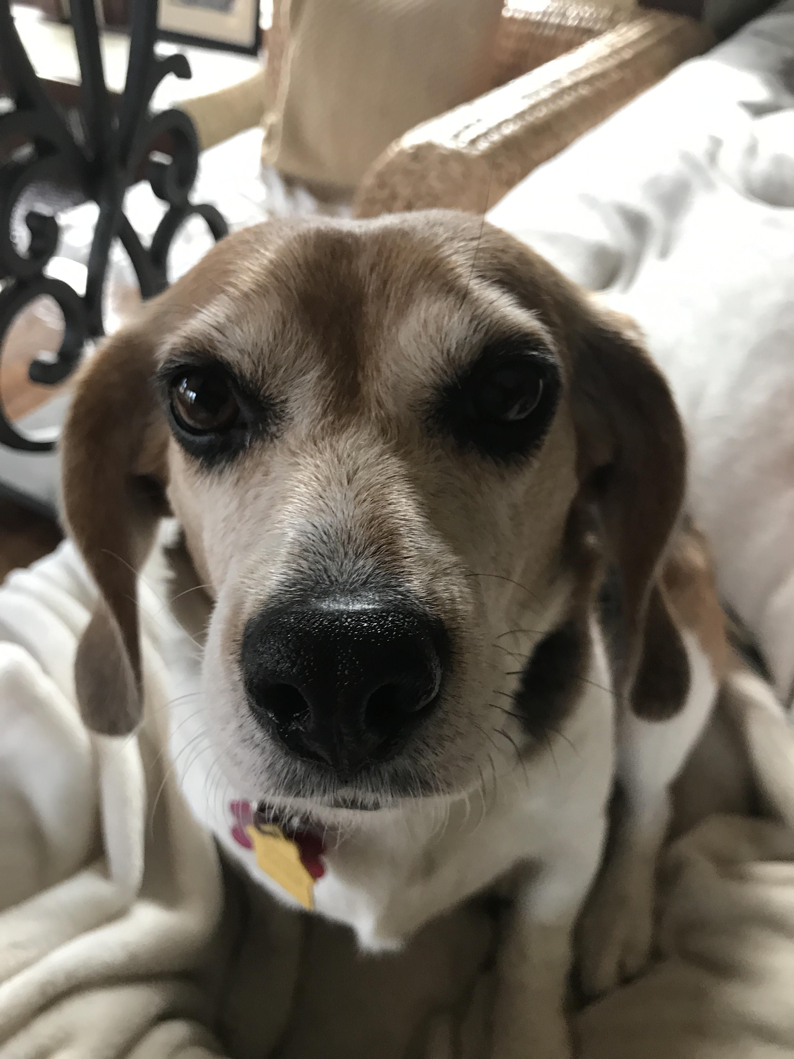 Since I posted about Harmony, my cute beagle, here’s Melody, also one of my cute beagles ...