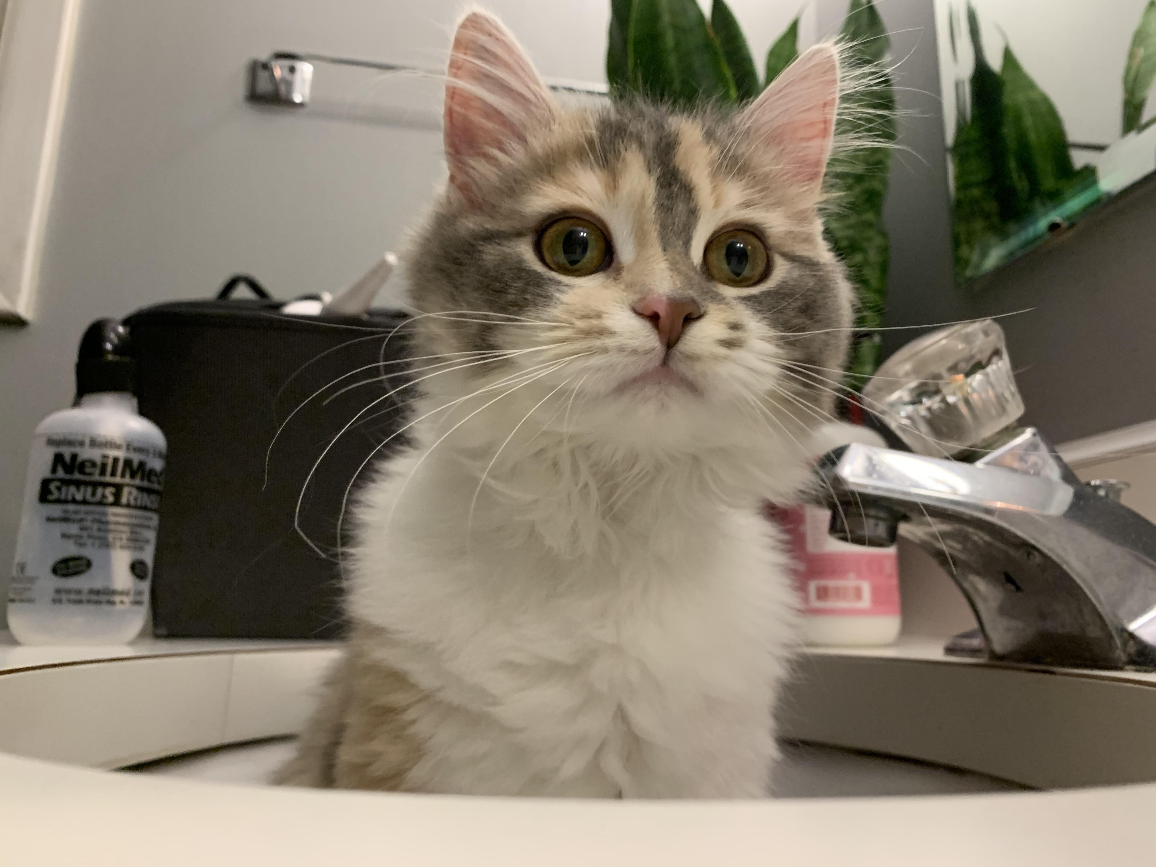 Sink cat | Scrolller