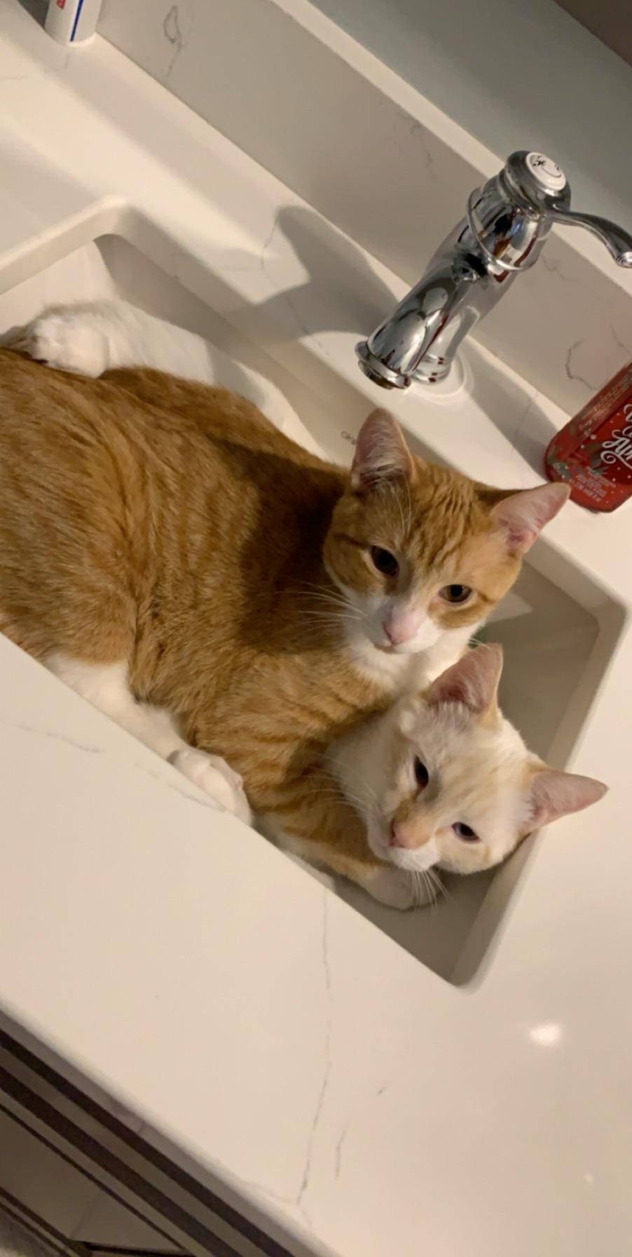 Sink cuddles | Scrolller