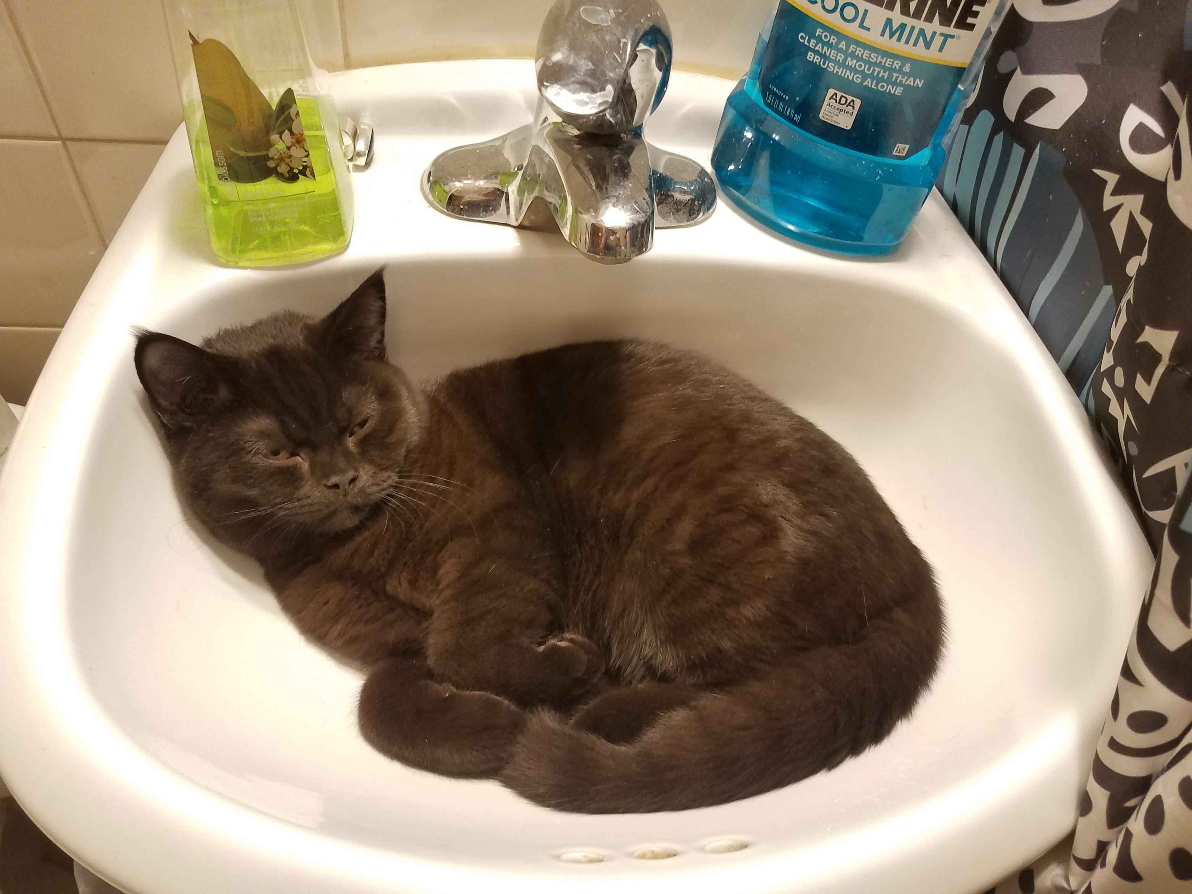 Sink napping | Scrolller
