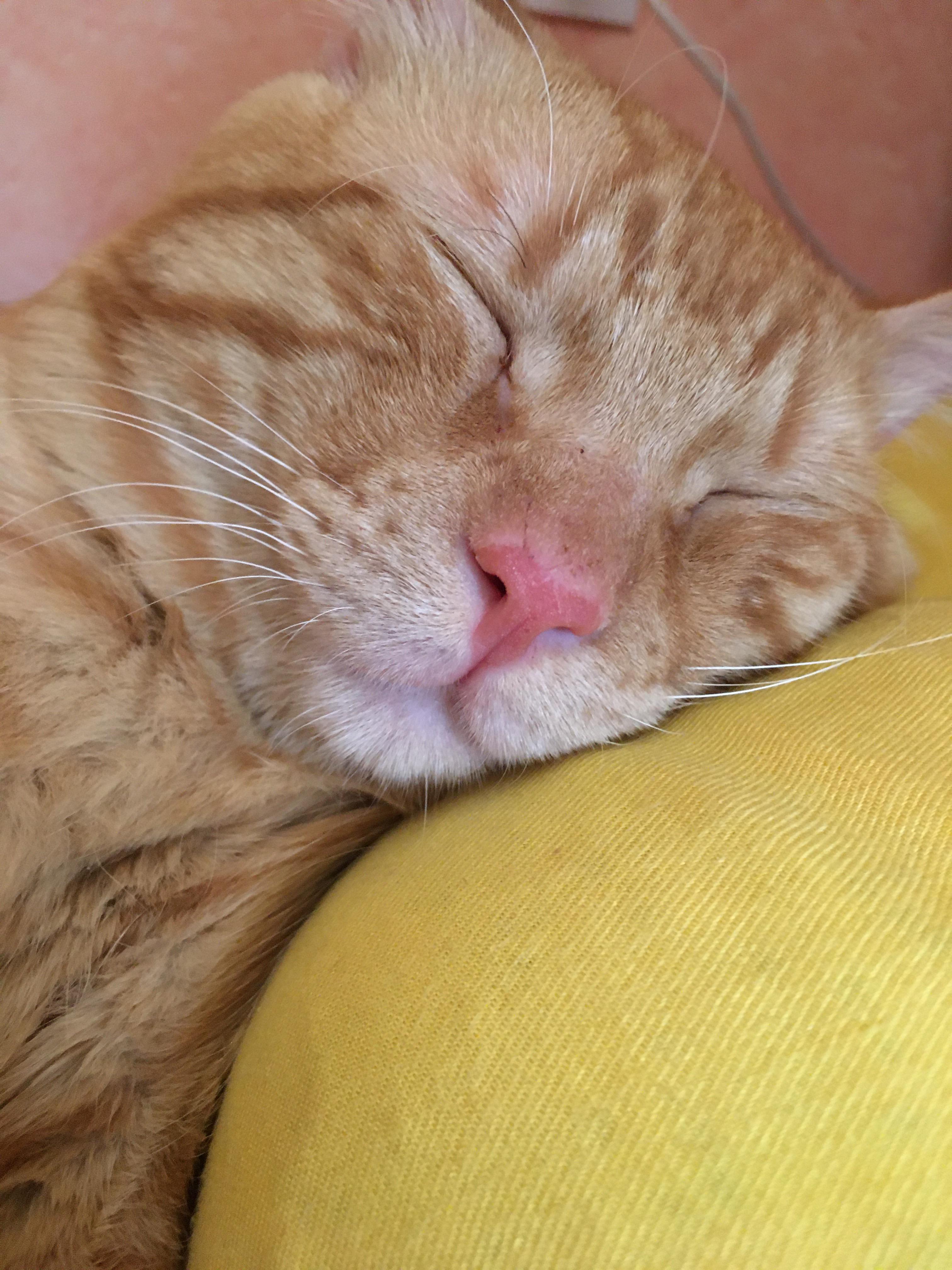 Sisho is having his 4 th midday nap | Scrolller