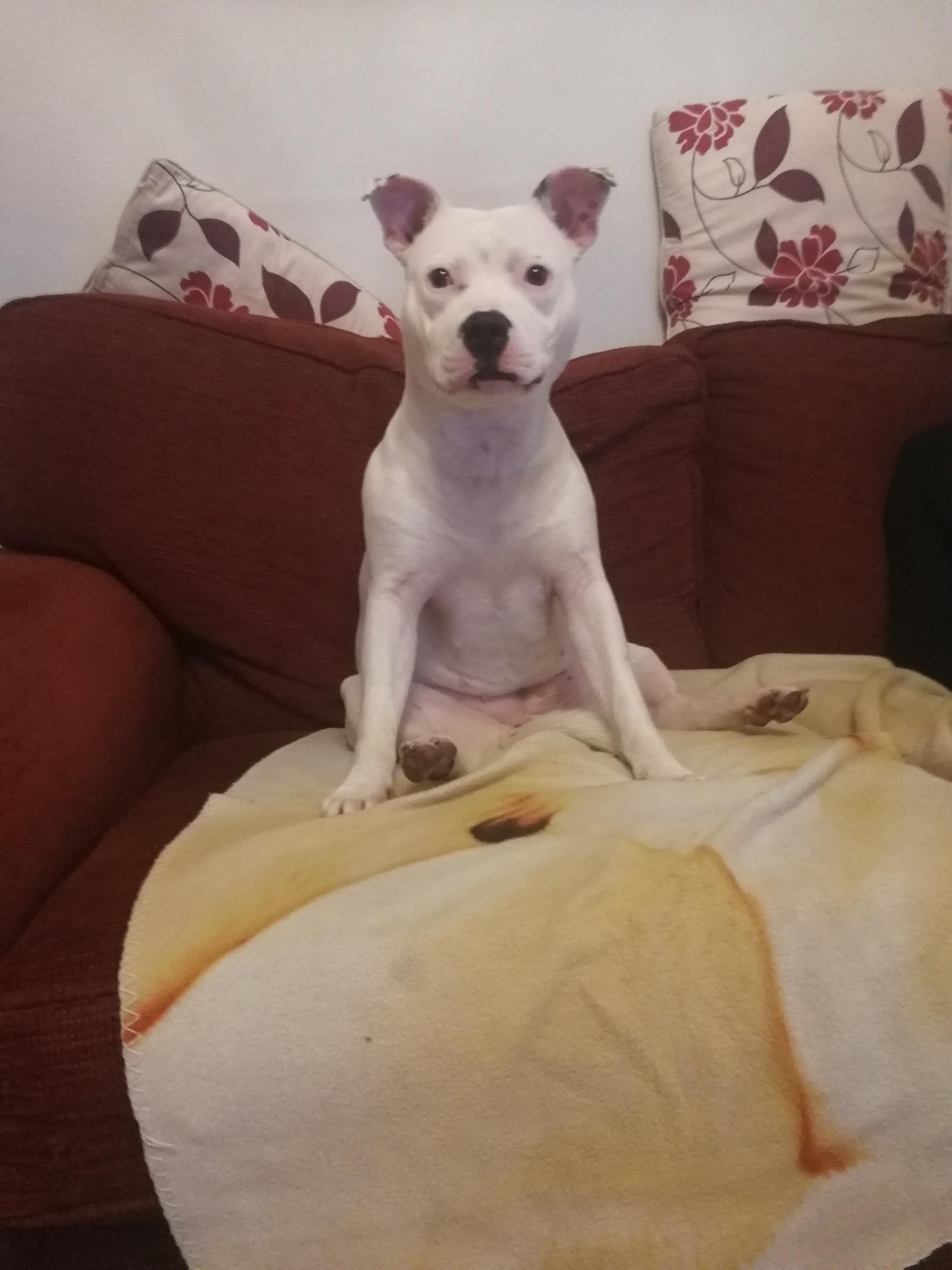 Sit like a dog? Absolutely not! | Scrolller