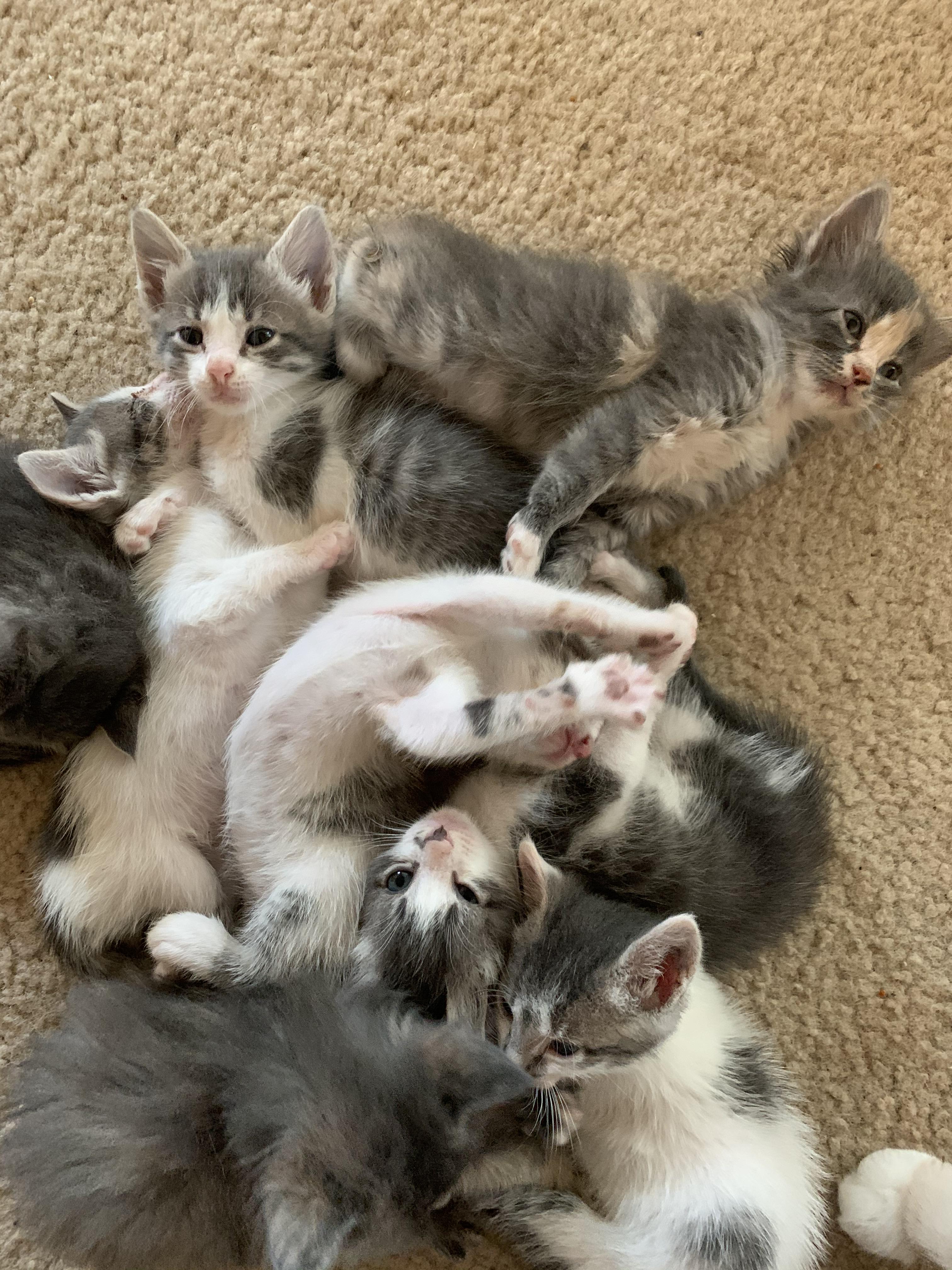 Sitrep on the violent gang of eight. | Scrolller