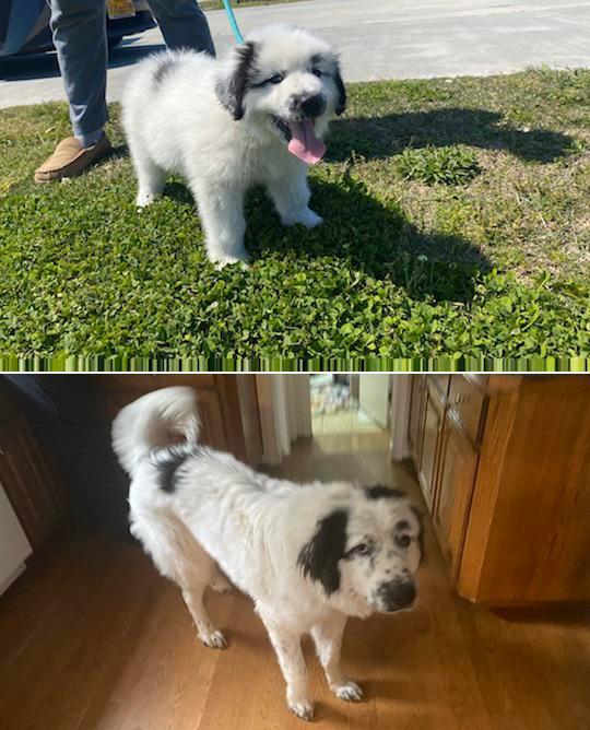 Six month difference 💕🐾 | Scrolller