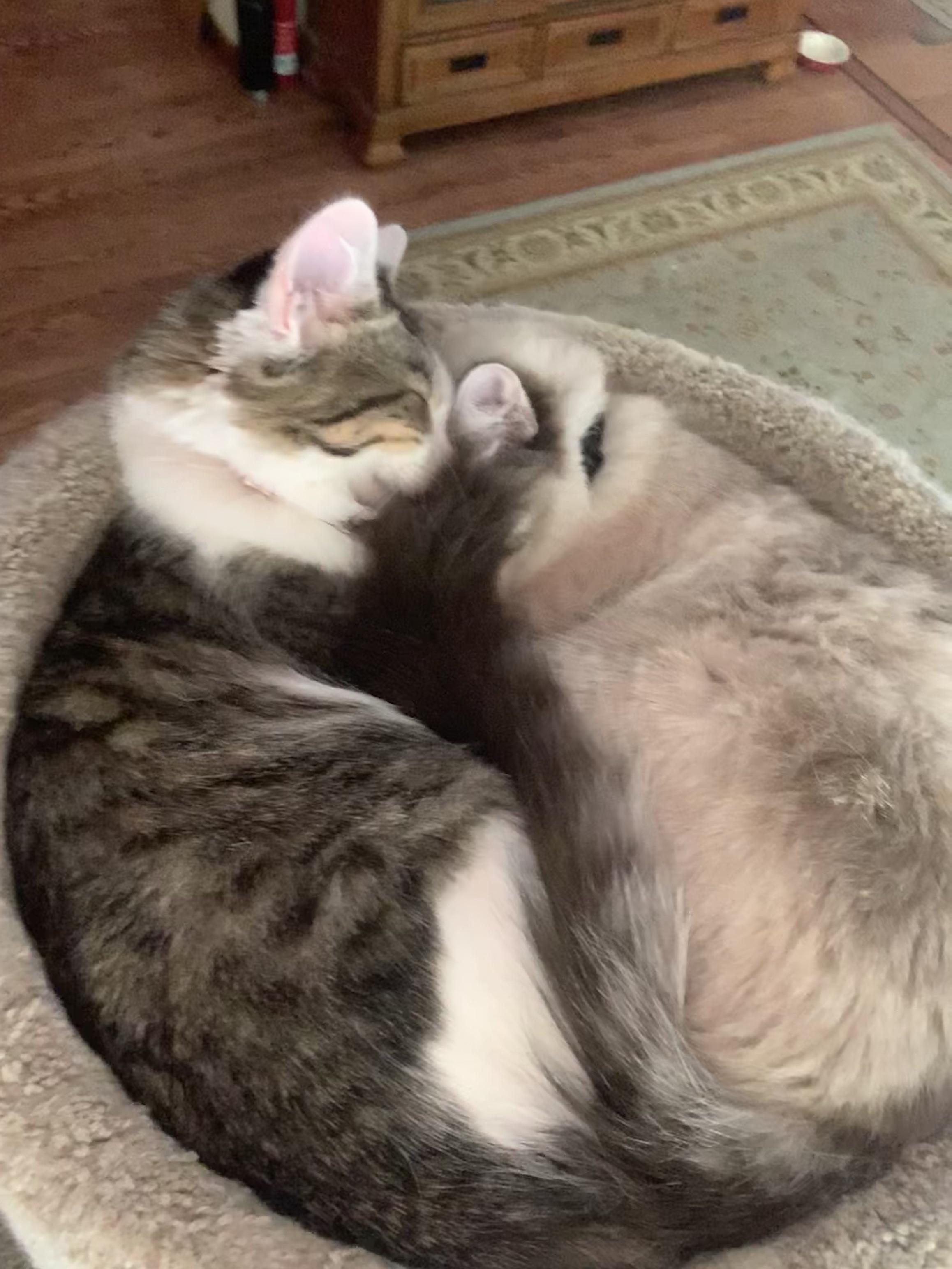 Six month olds, Charlotte (left) and her sister, Luna, having a cuddle puddle :) | Scrolller