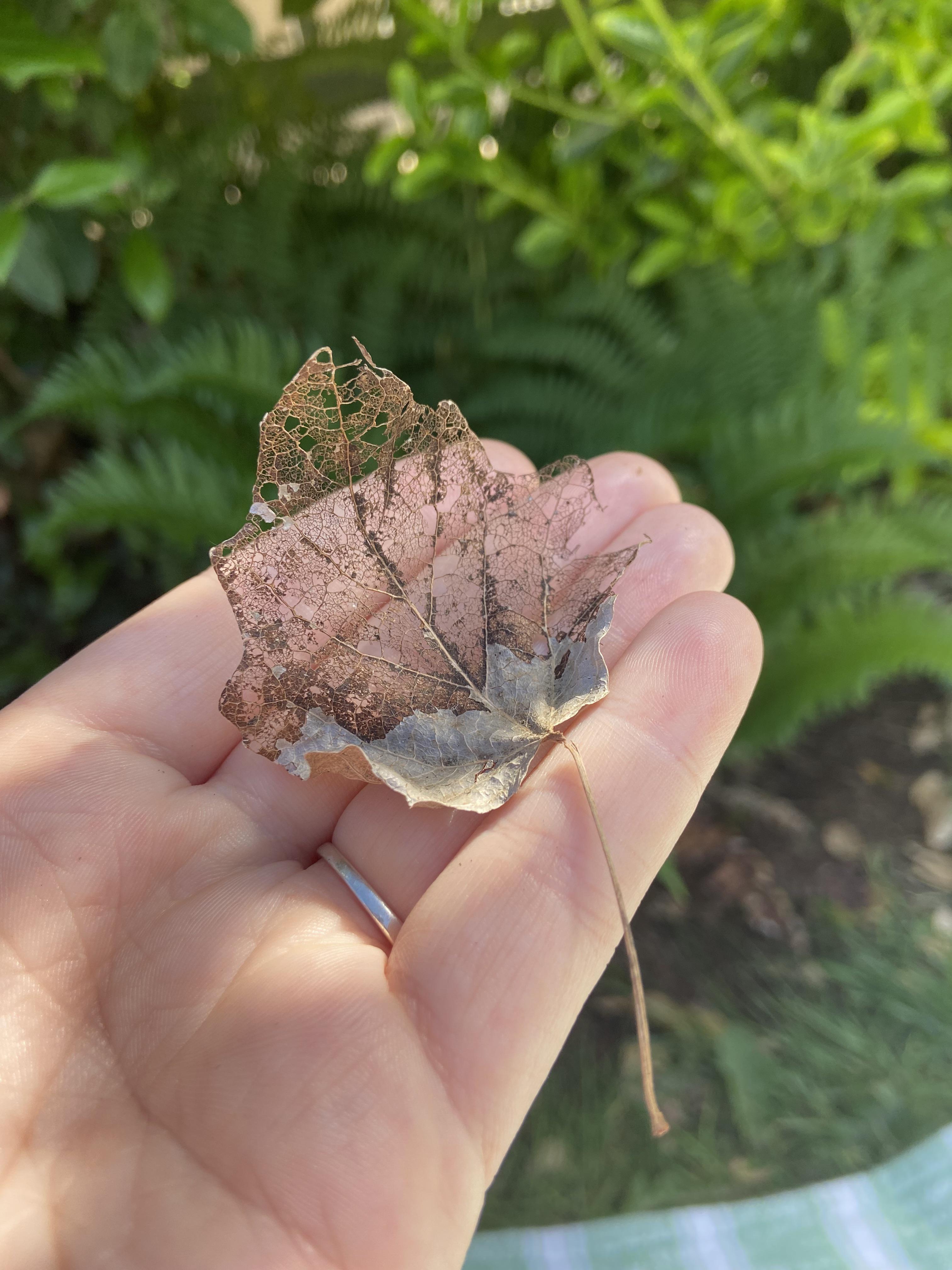 Skeletonization of a leaf. | Scrolller