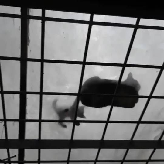 Skylight shenanigans. | Scrolller