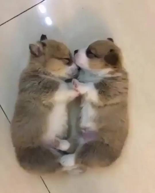 Sleeping corgi puppies | Scrolller