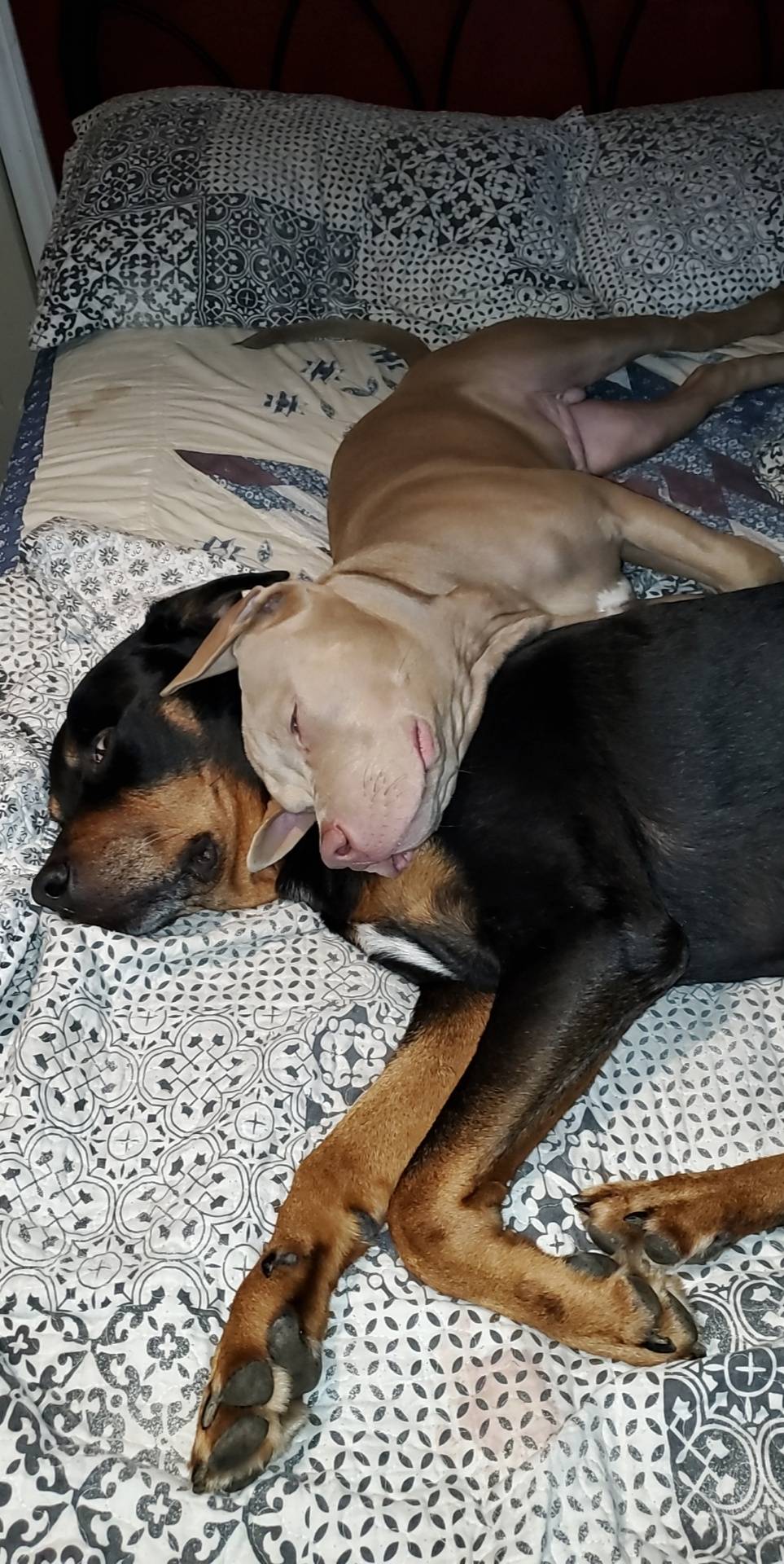 sleeping bears in their natural habitat. | Scrolller