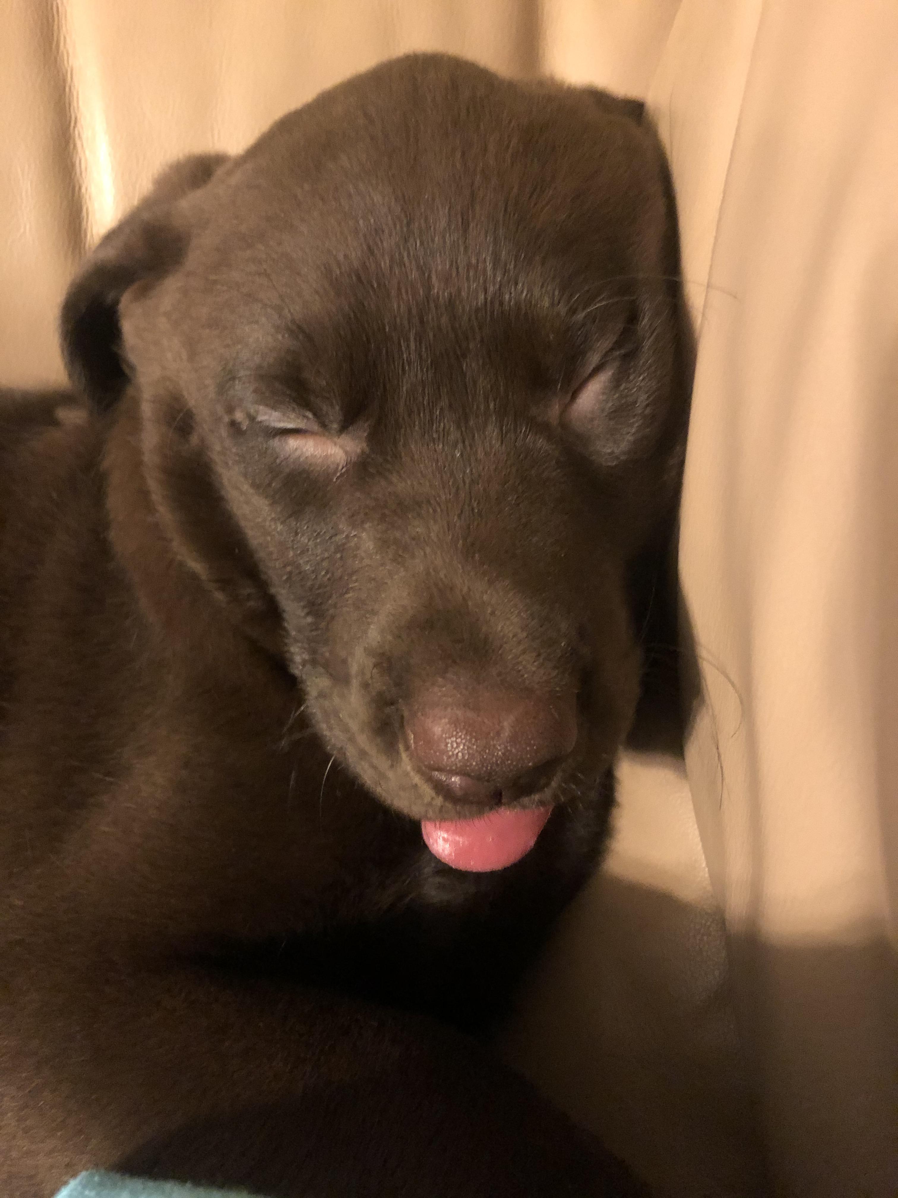 Sleeping Blop | Scrolller
