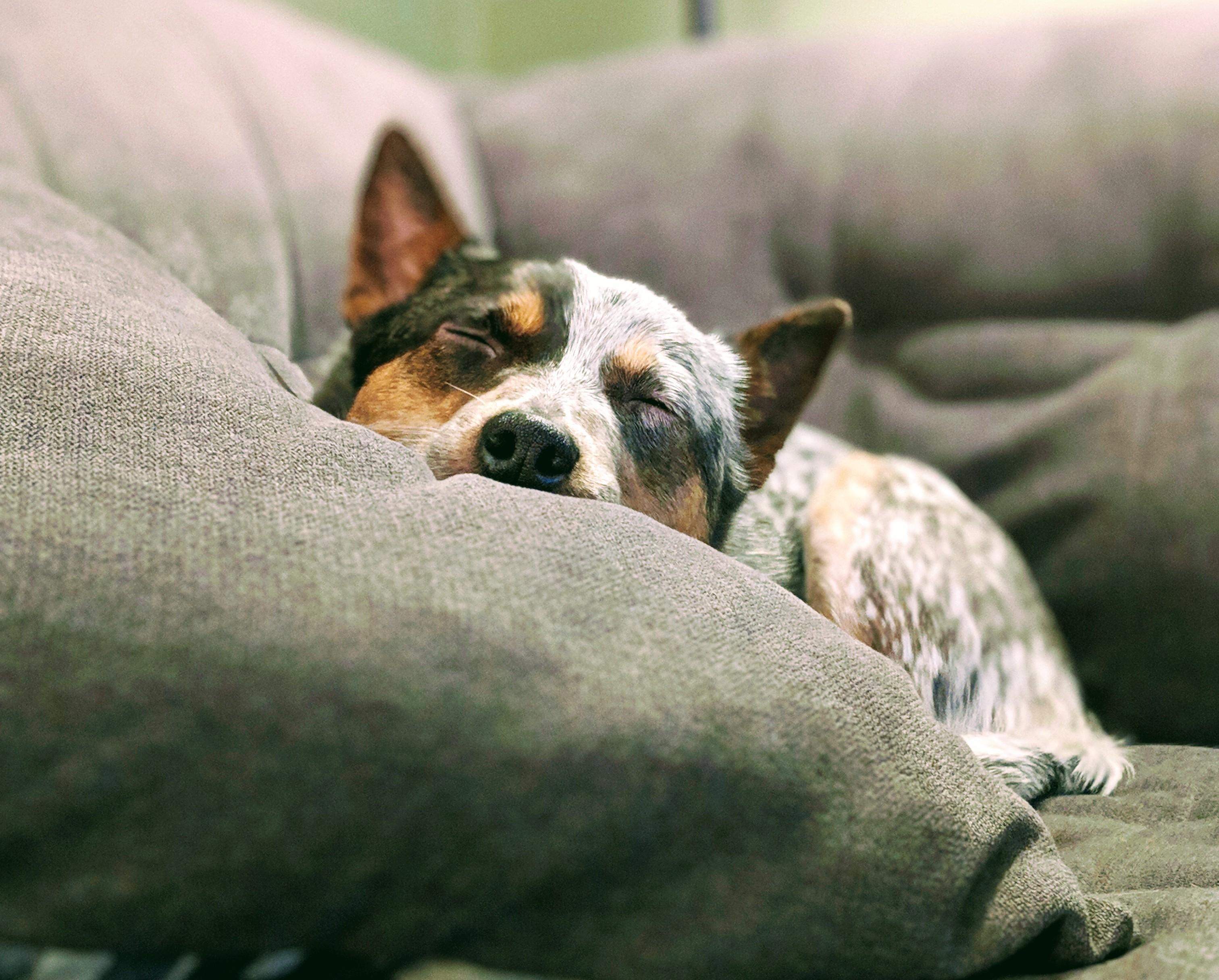 Sleeping cattle dog. This isnt normal. | Scrolller