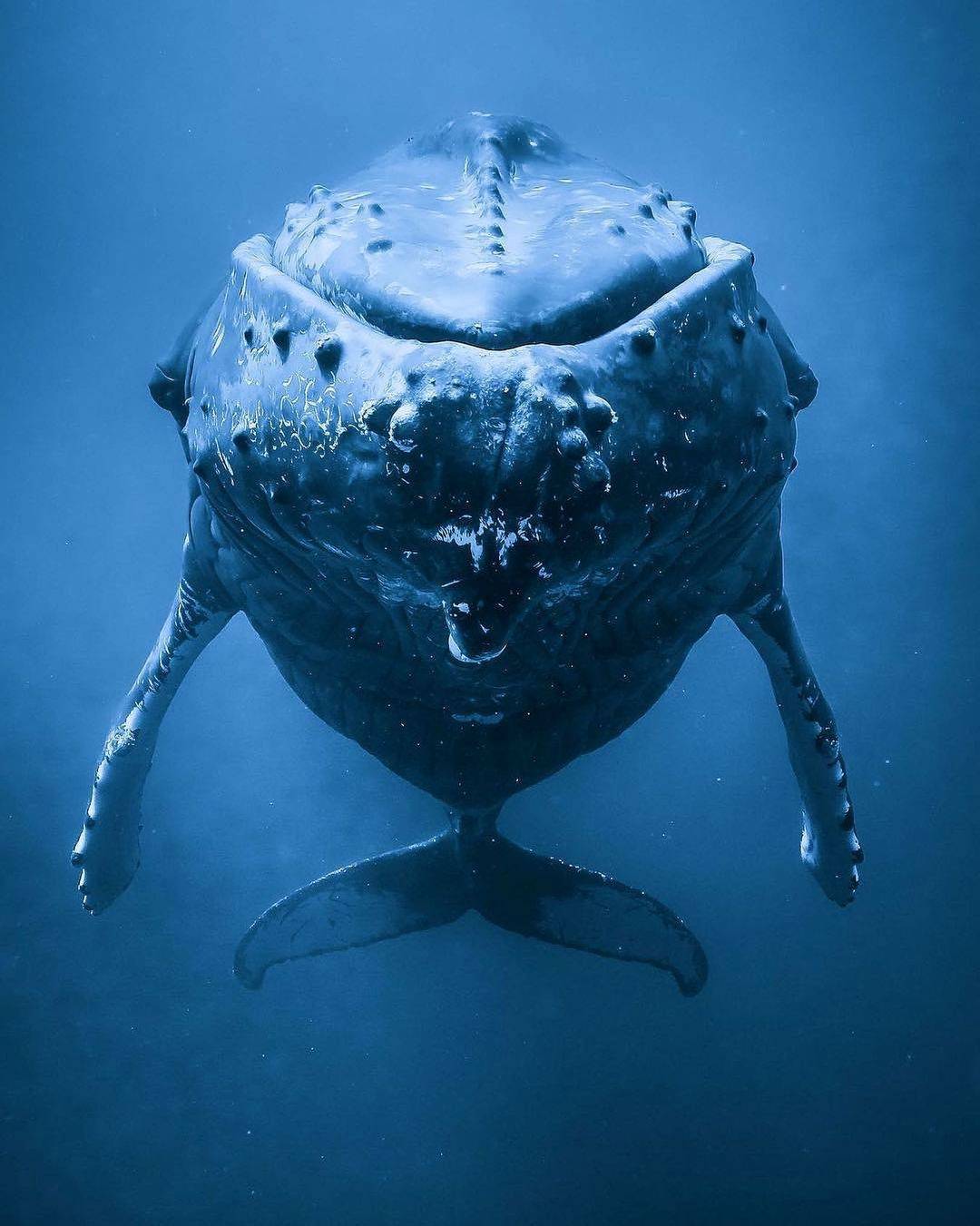 Sleeping humpback whale | Scrolller