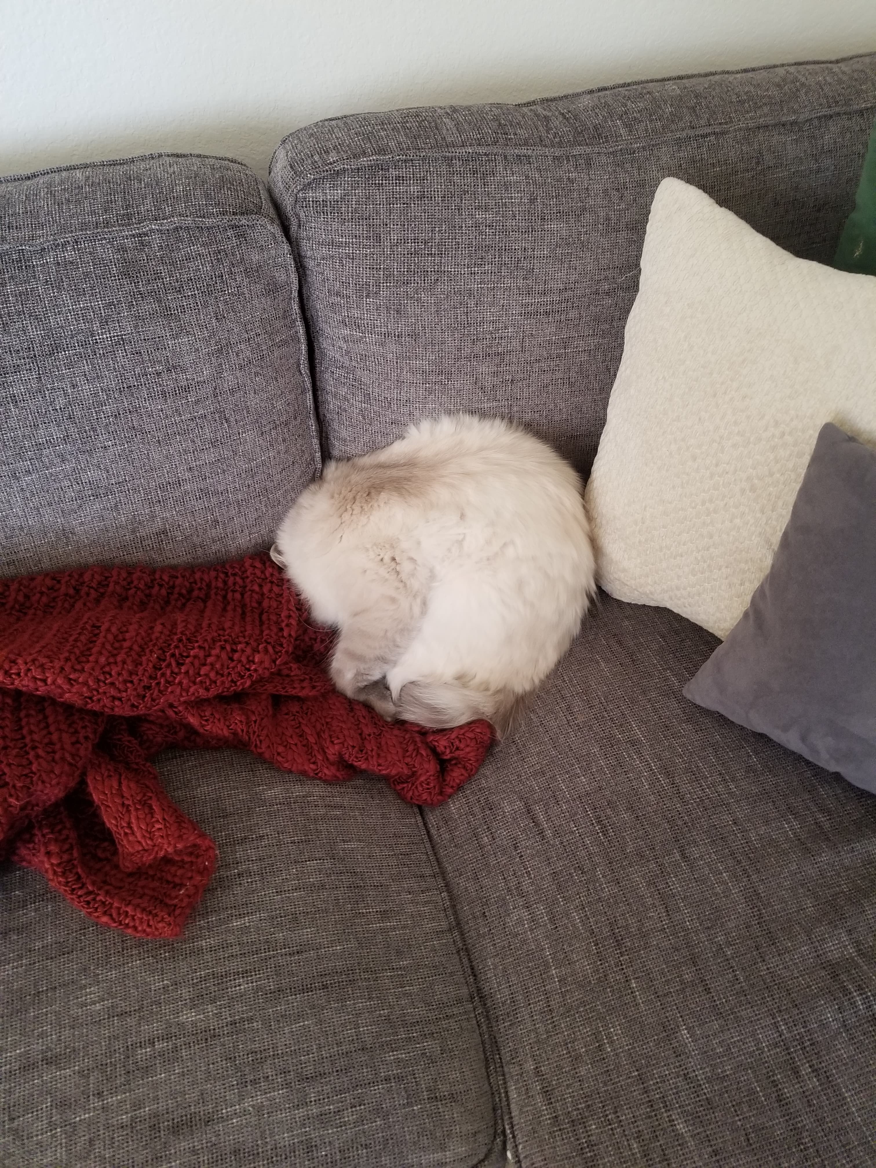 sleeping in a circle | Scrolller