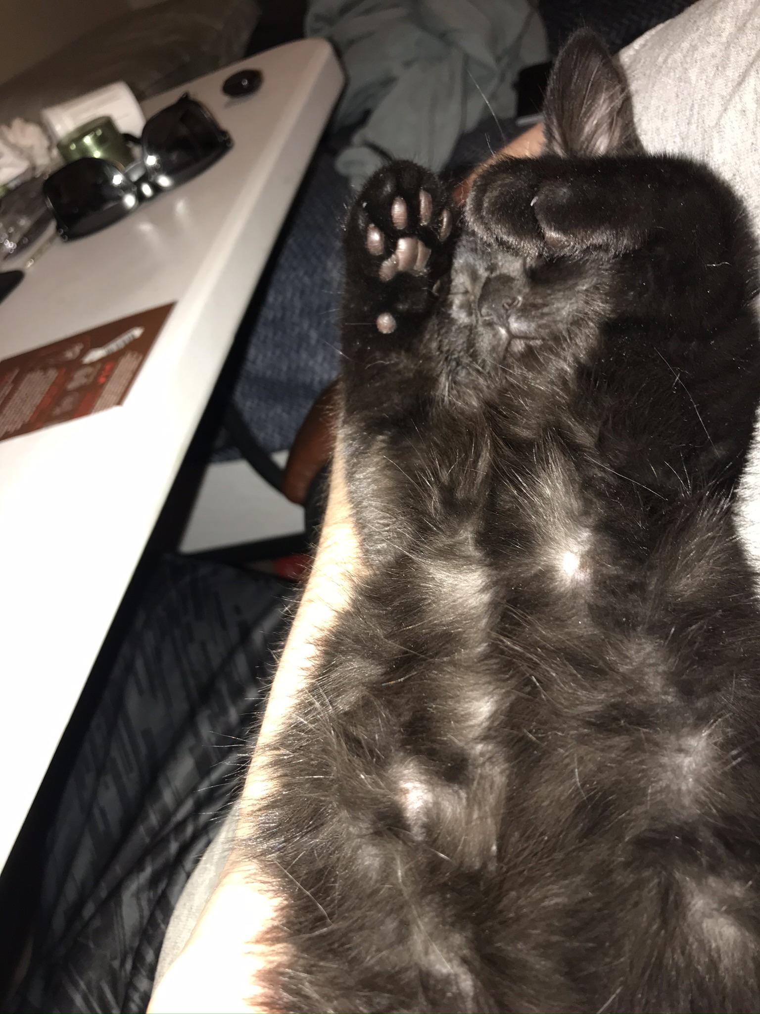 Sleeping kitten beans | Scrolller