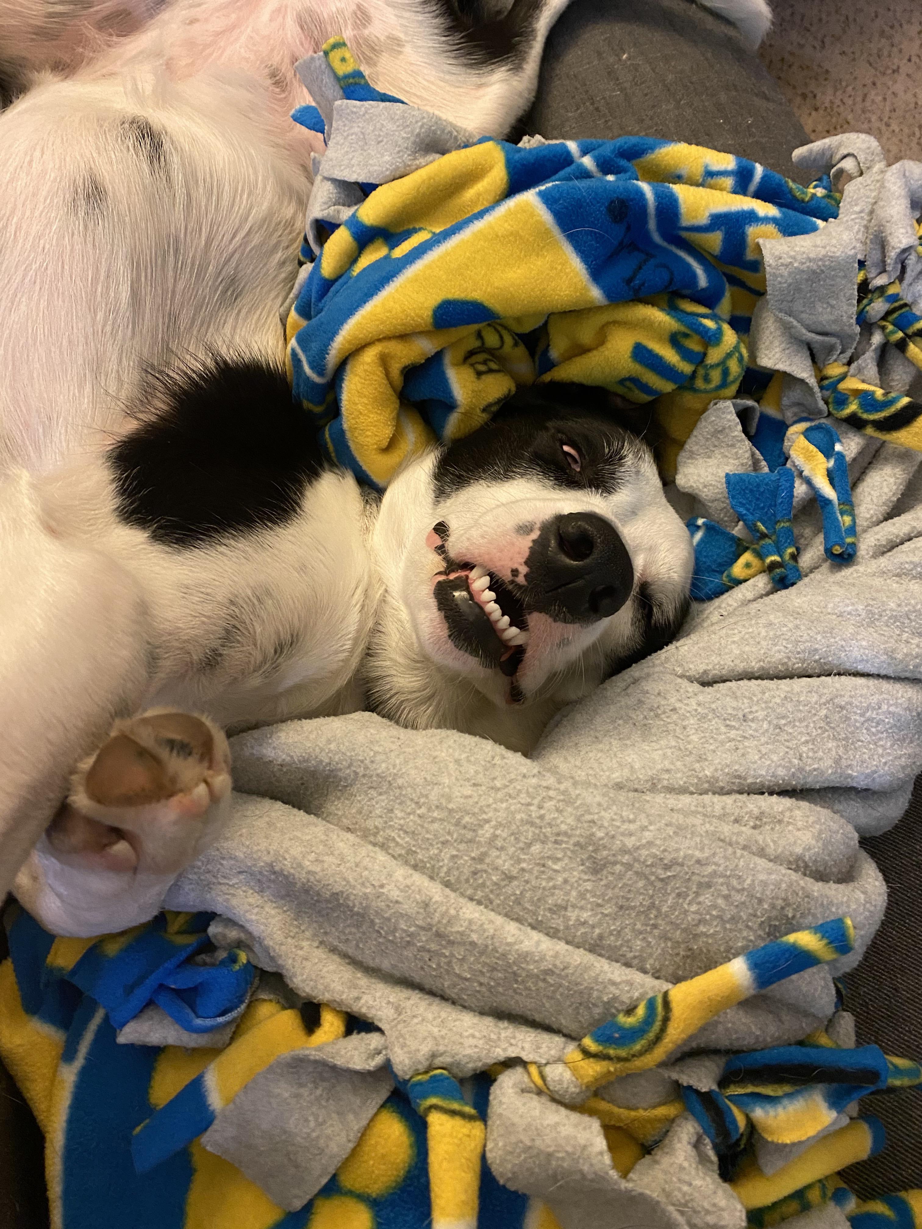 Sleeping pup | Scrolller