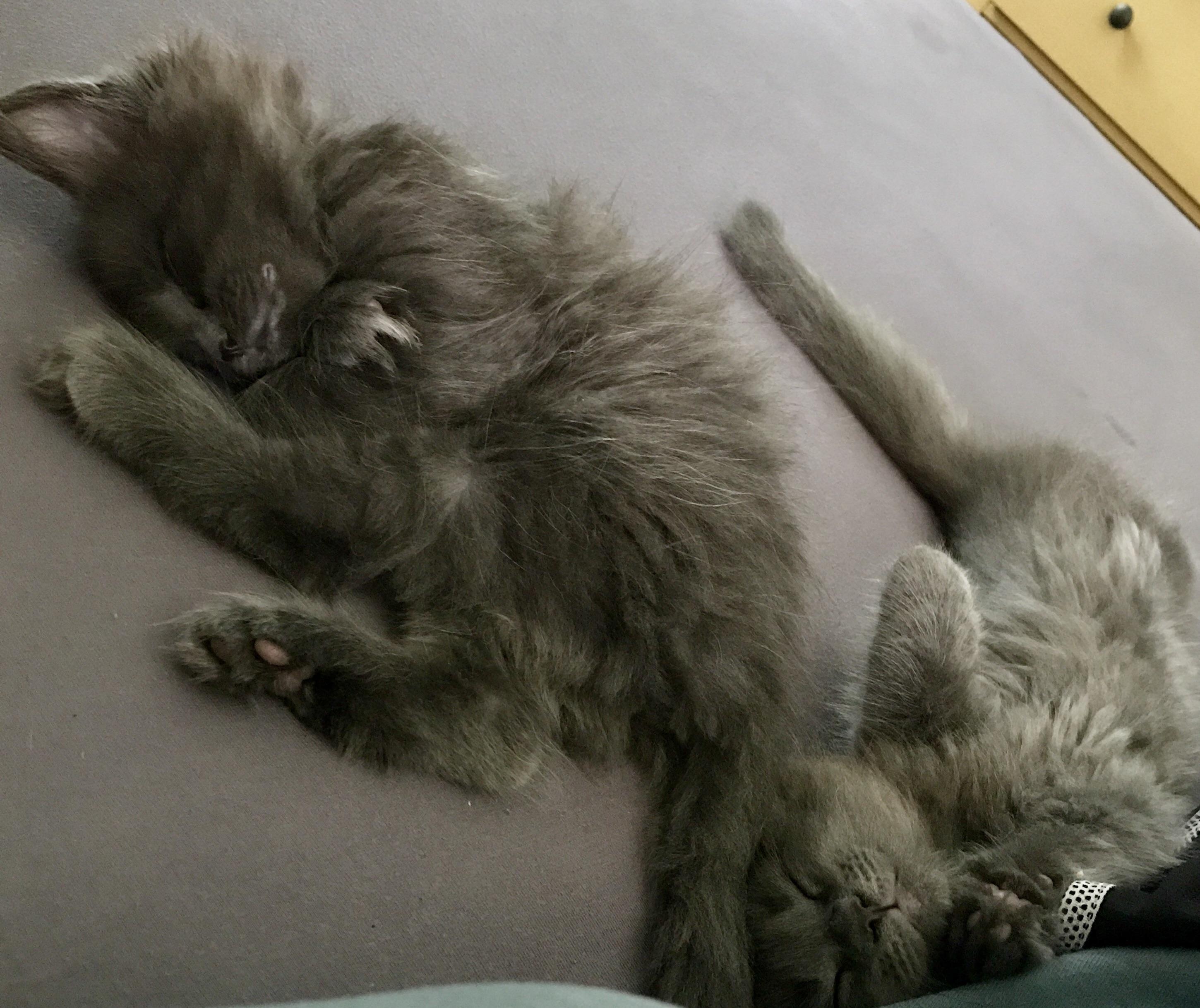 Sleepy babies | Scrolller