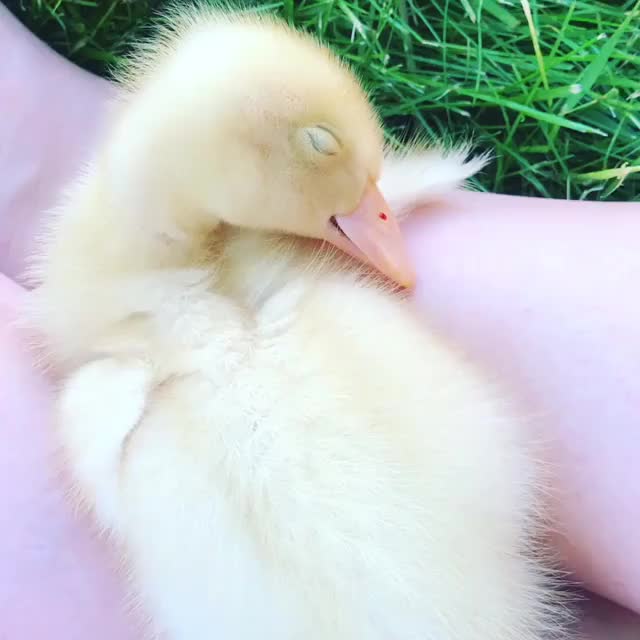 Sleepy baby duck | Scrolller