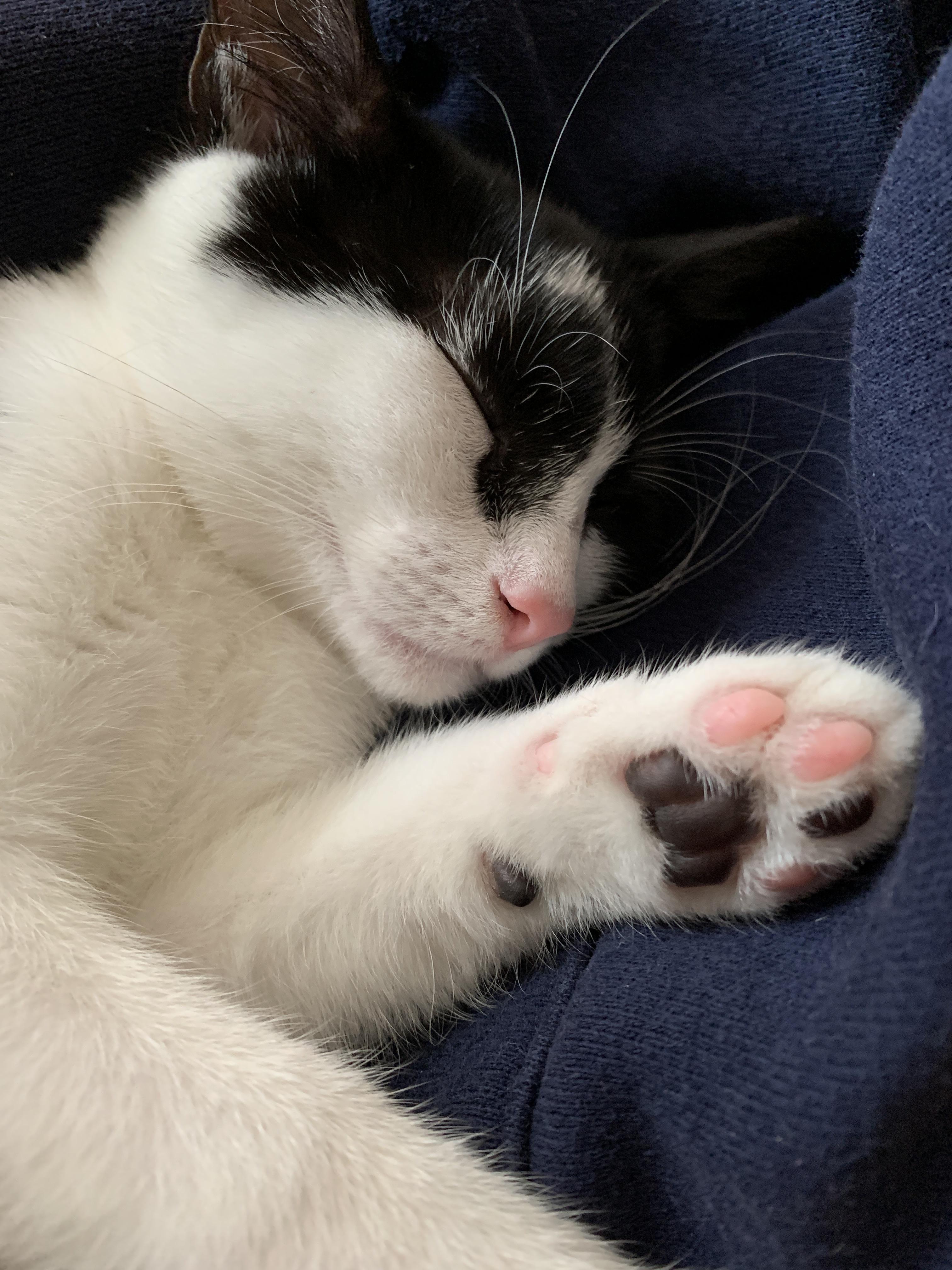 Sleepy bean mix | Scrolller