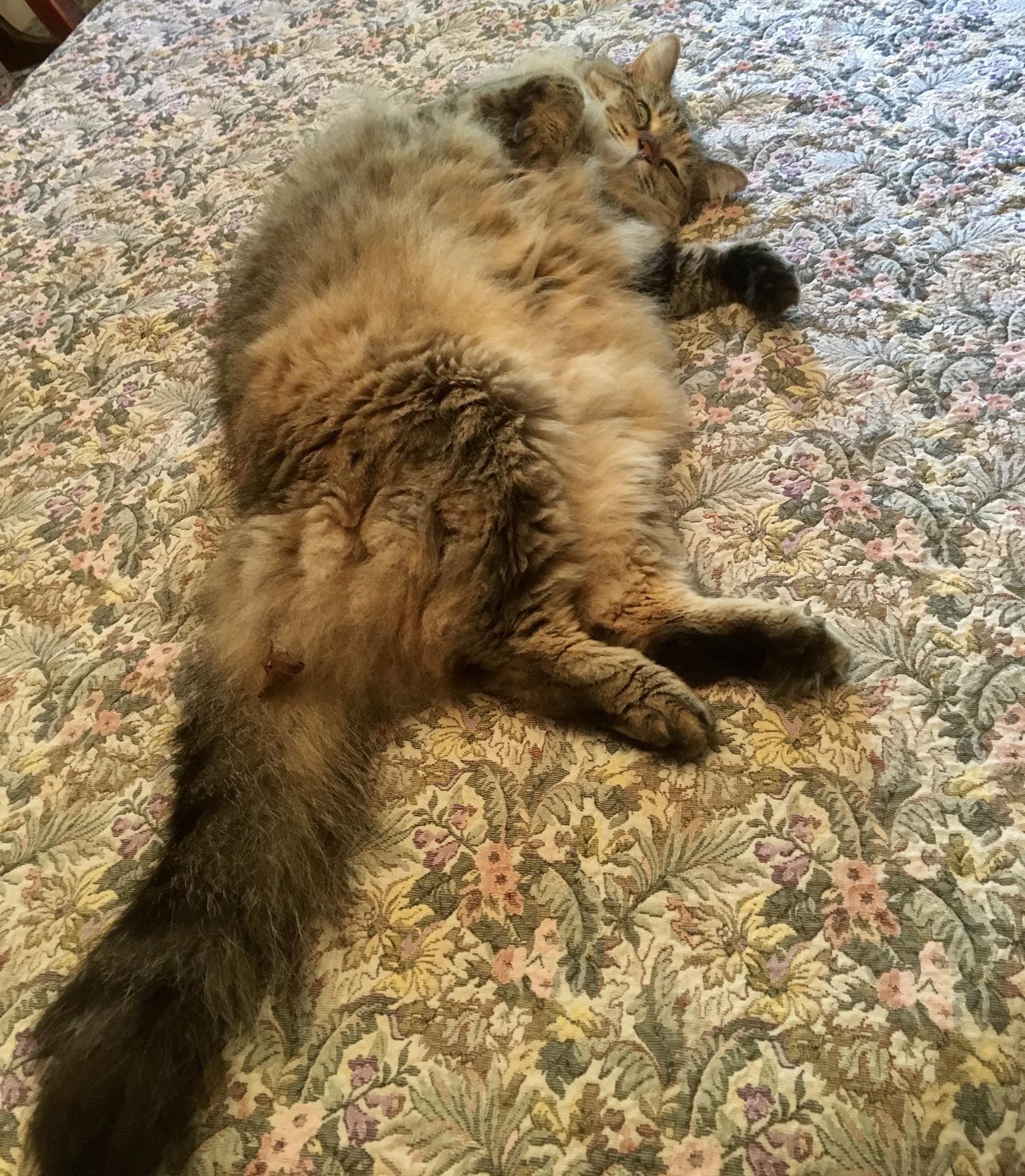 Sleepy Belly | Scrolller