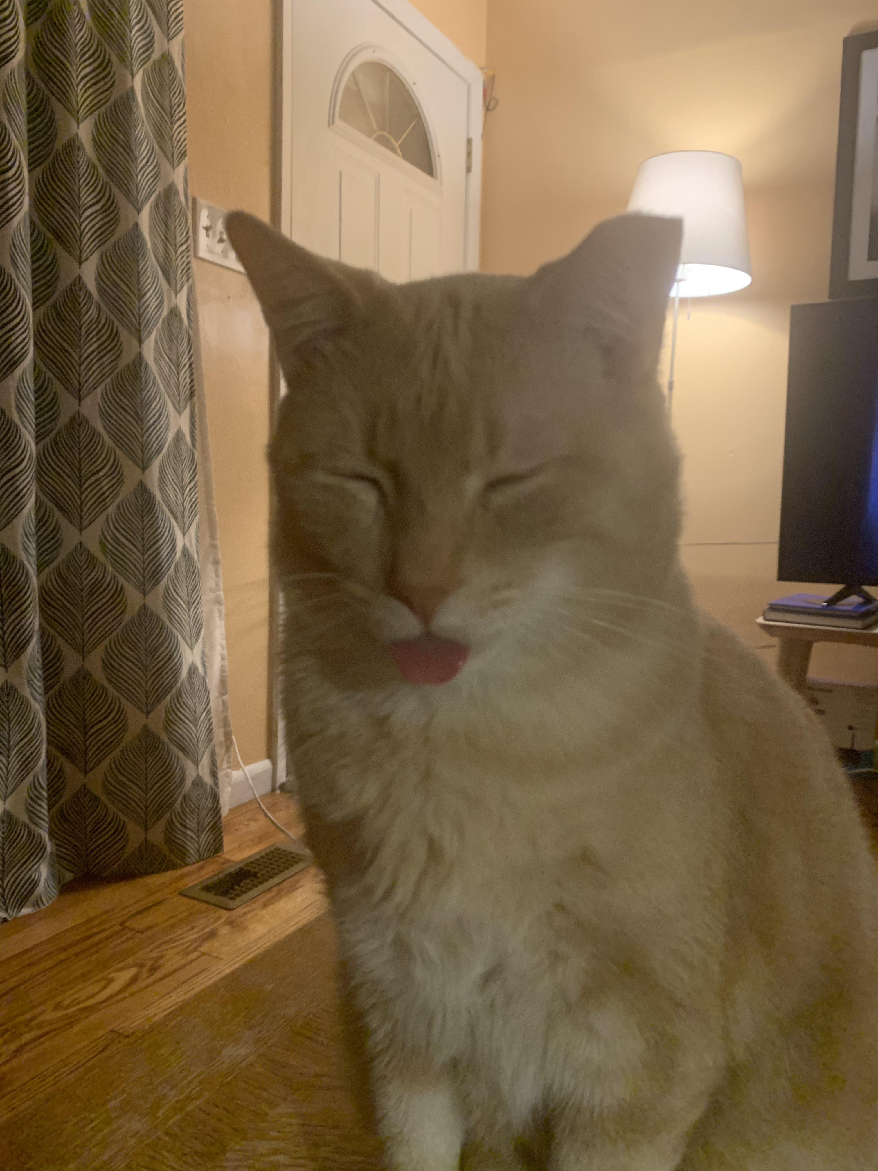 Sleepy blep | Scrolller