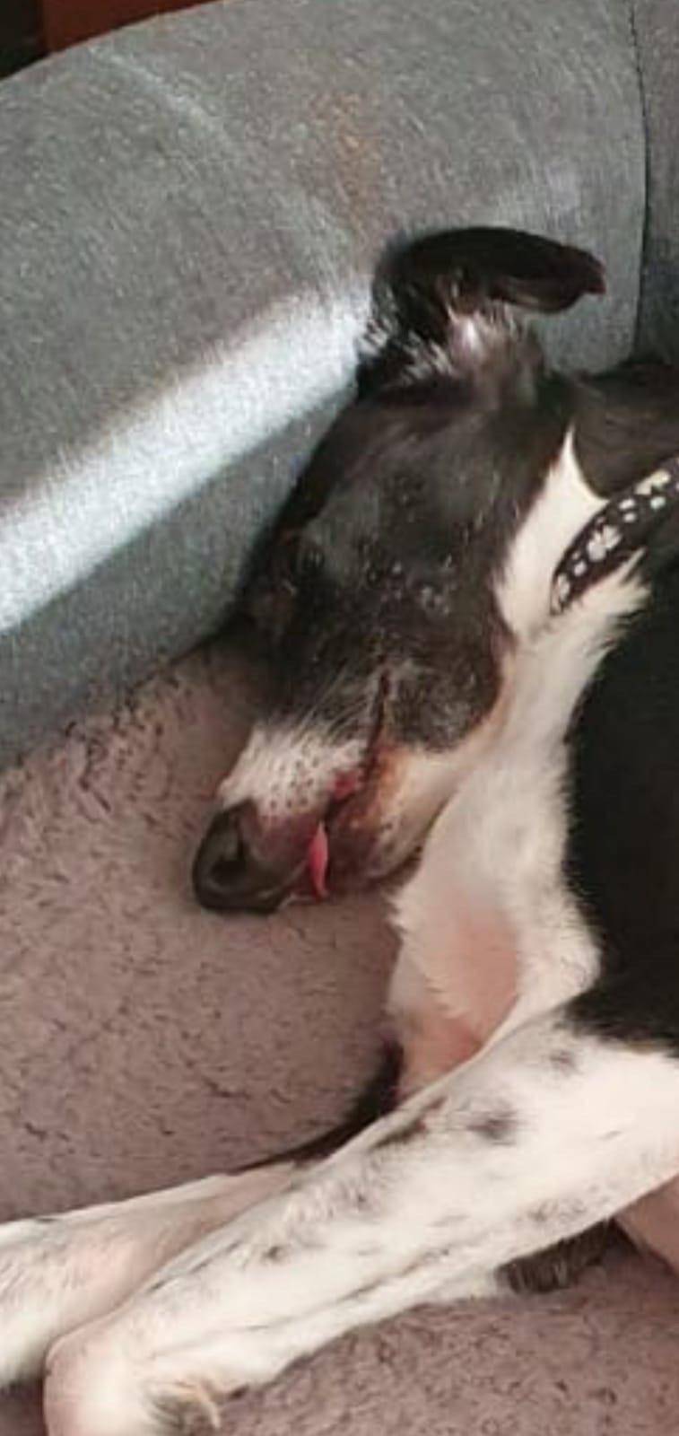 Sleepy bloop | Scrolller