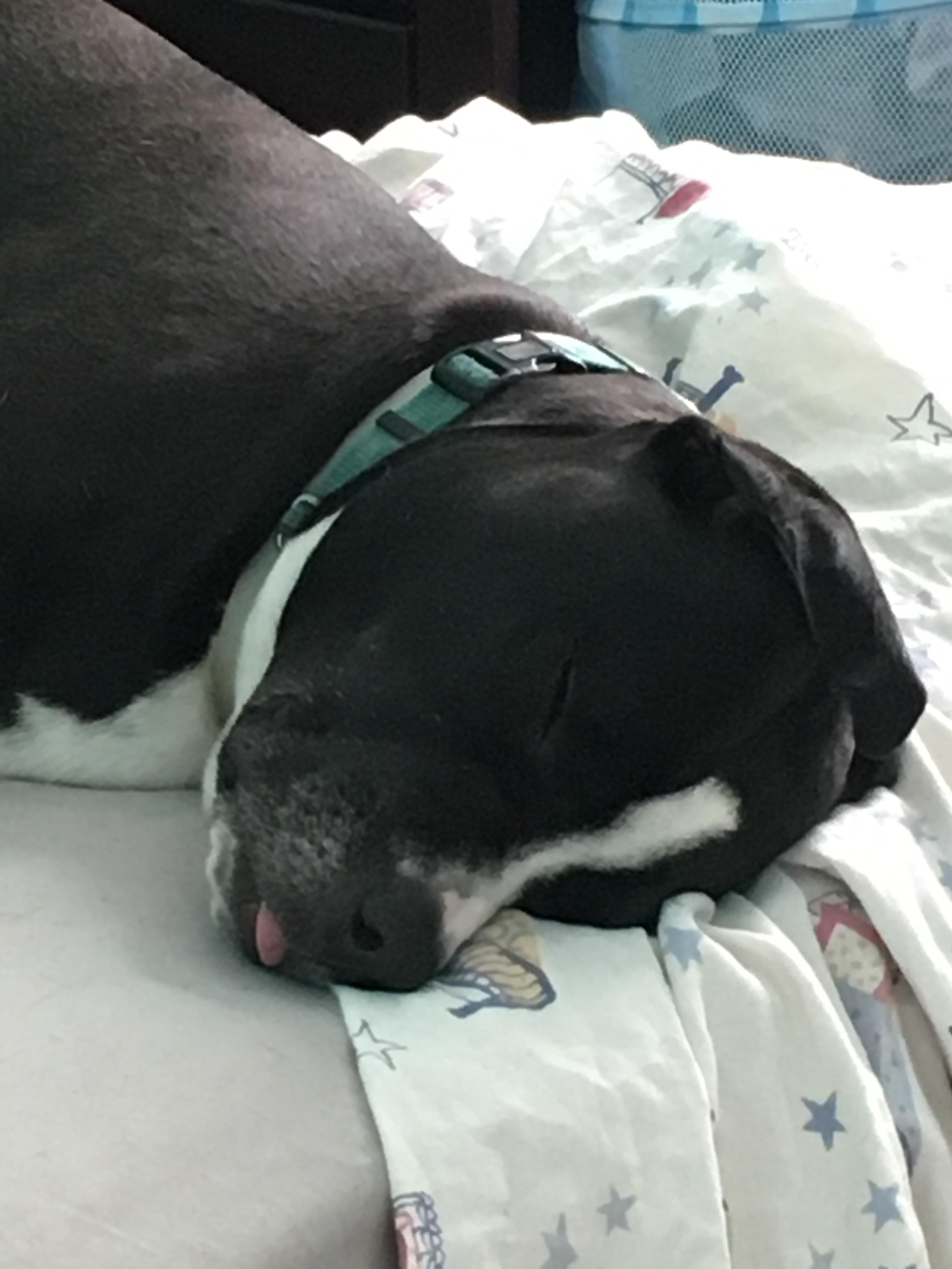 Sleepy bloop | Scrolller