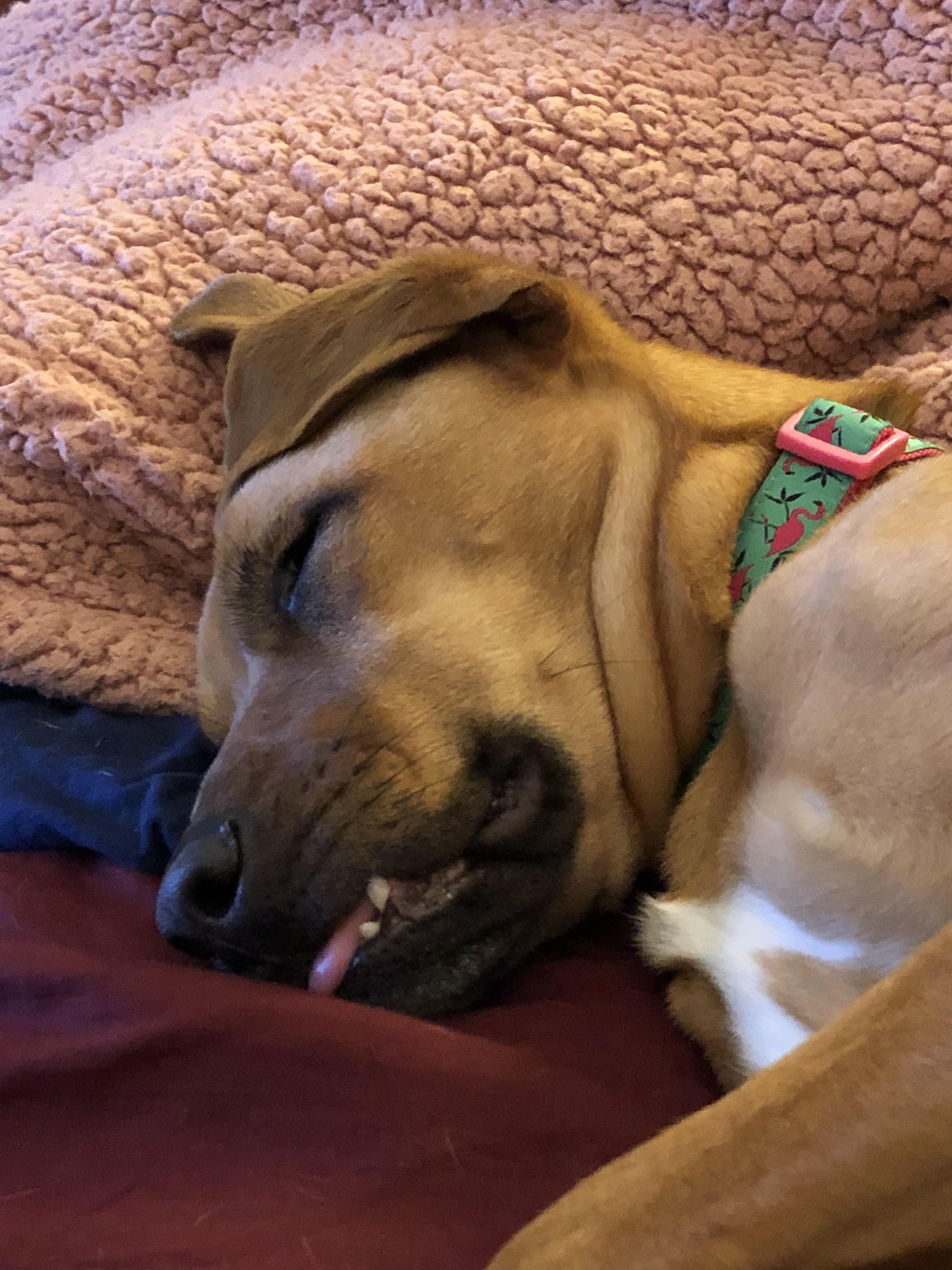 Sleepy Bloop | Scrolller